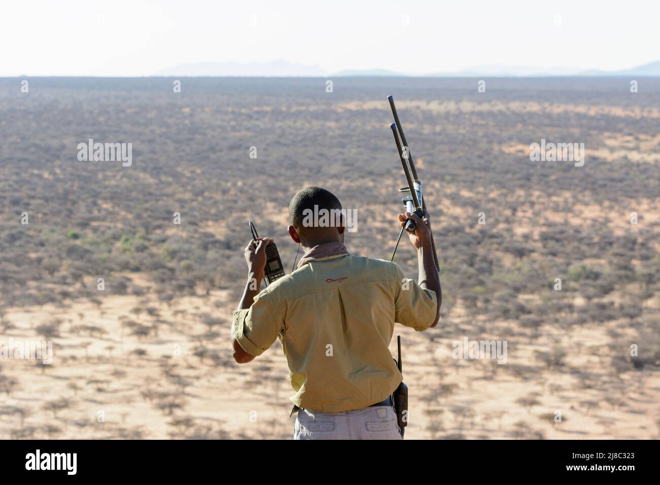 A park ranger with a radio antenna searches for leopards fitted with ...