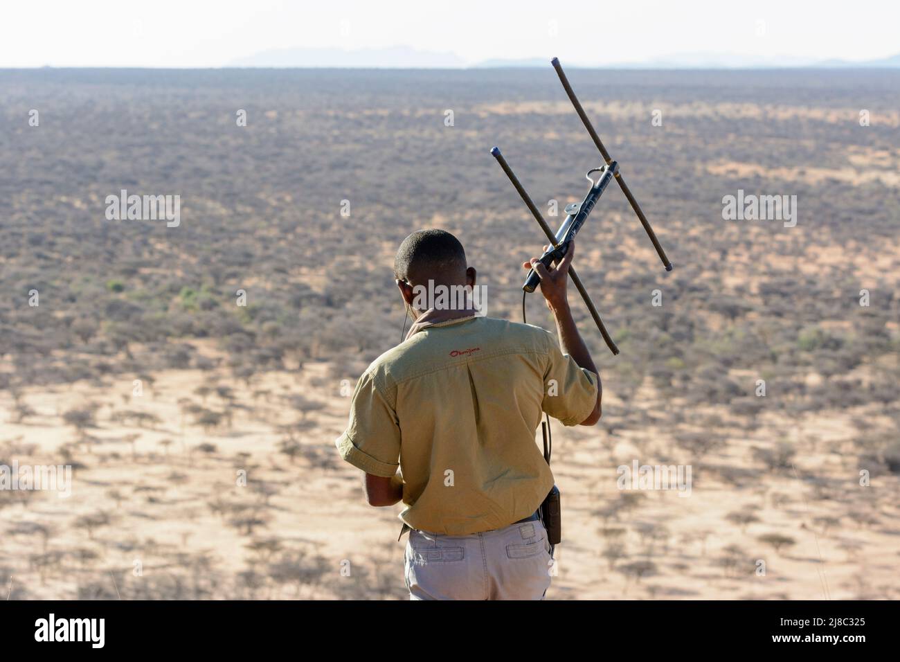 A park ranger with a radio antenna searches for leopards fitted with ...