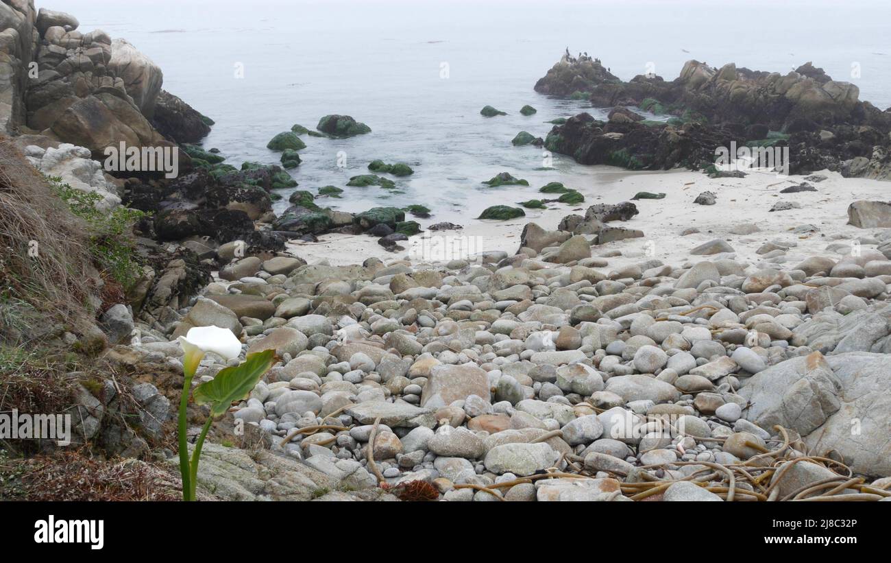 Calla lily white flower on rocky craggy shore, pebble beach, Monterey ...