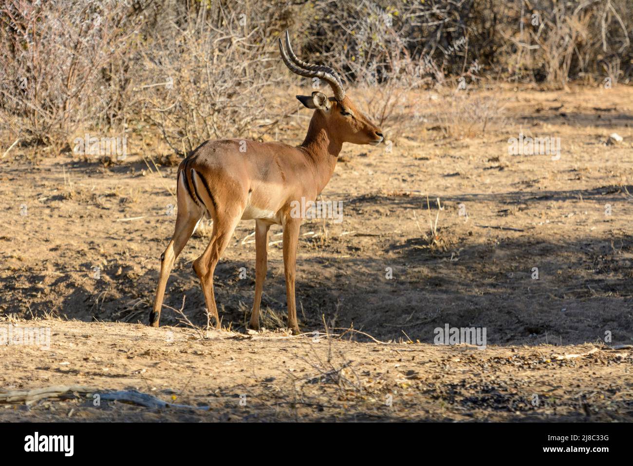 A lone impala (Aepyceros melampus) wanders through the bush, Namibia ...