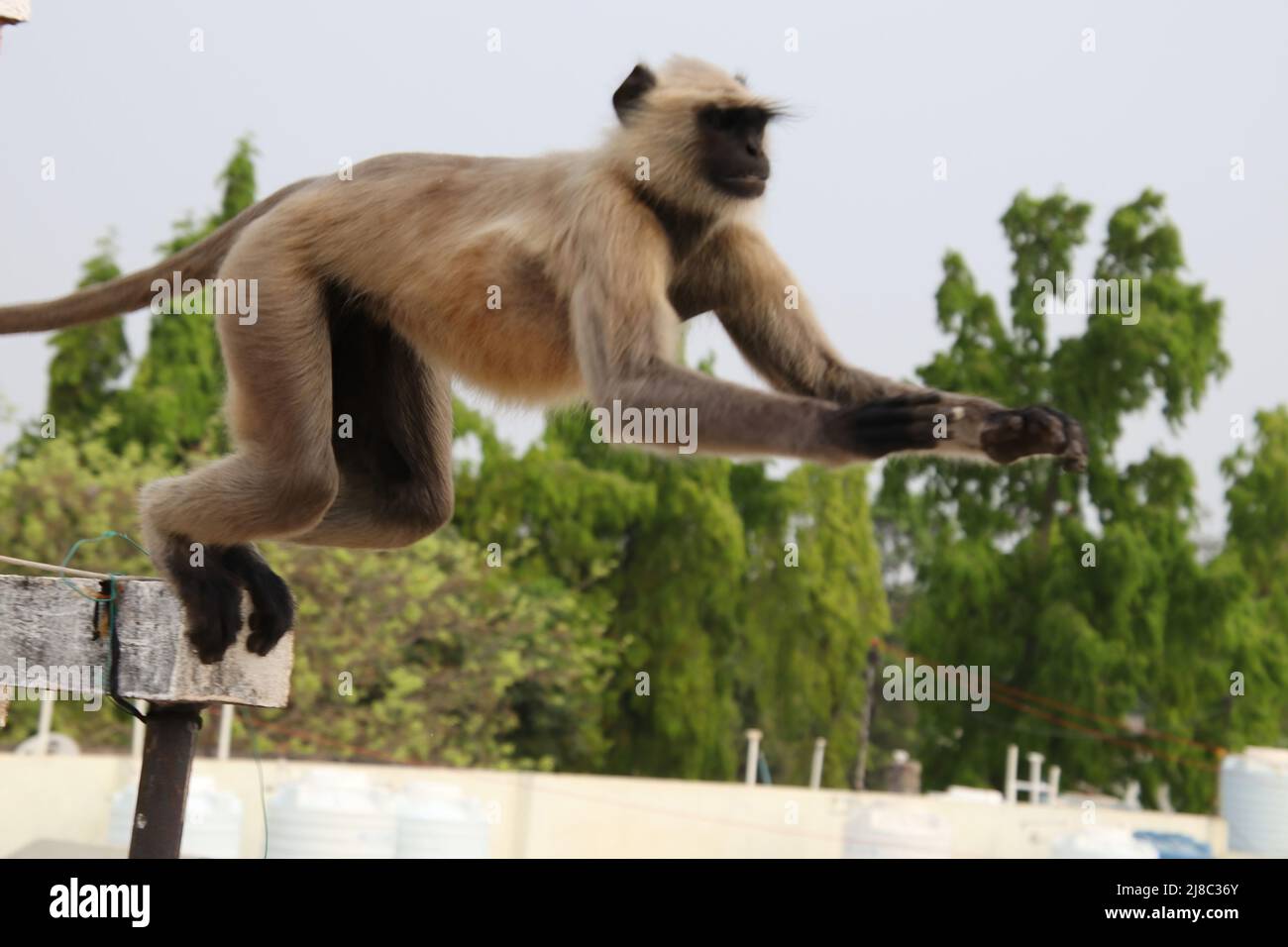 Monkey jumping hi-res stock photography and images - Alamy