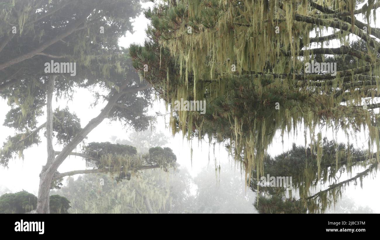 Lace lichen moss hanging, tree branches in foggy misty forest. Surreal ...