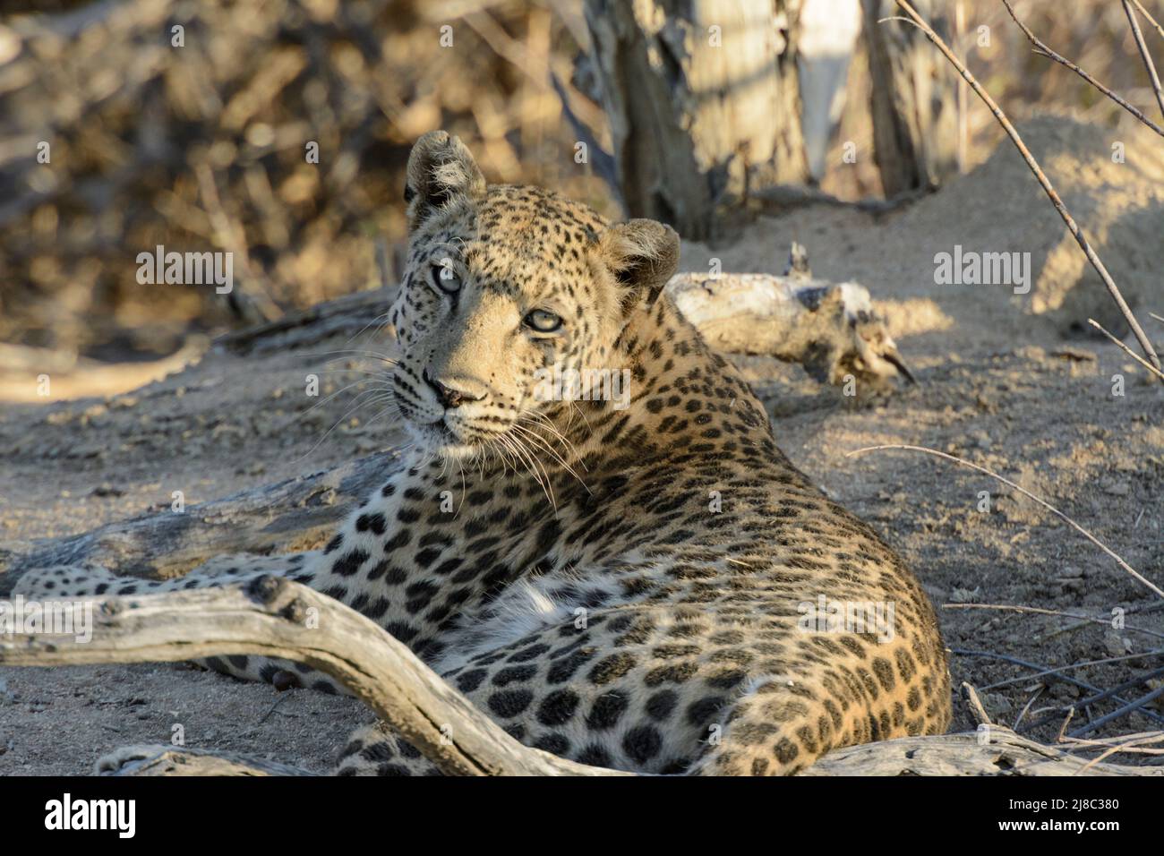 A leopard (Panthera pardus) lying down and relaxing at Okonjima Nature Reserve (AfriCat ...