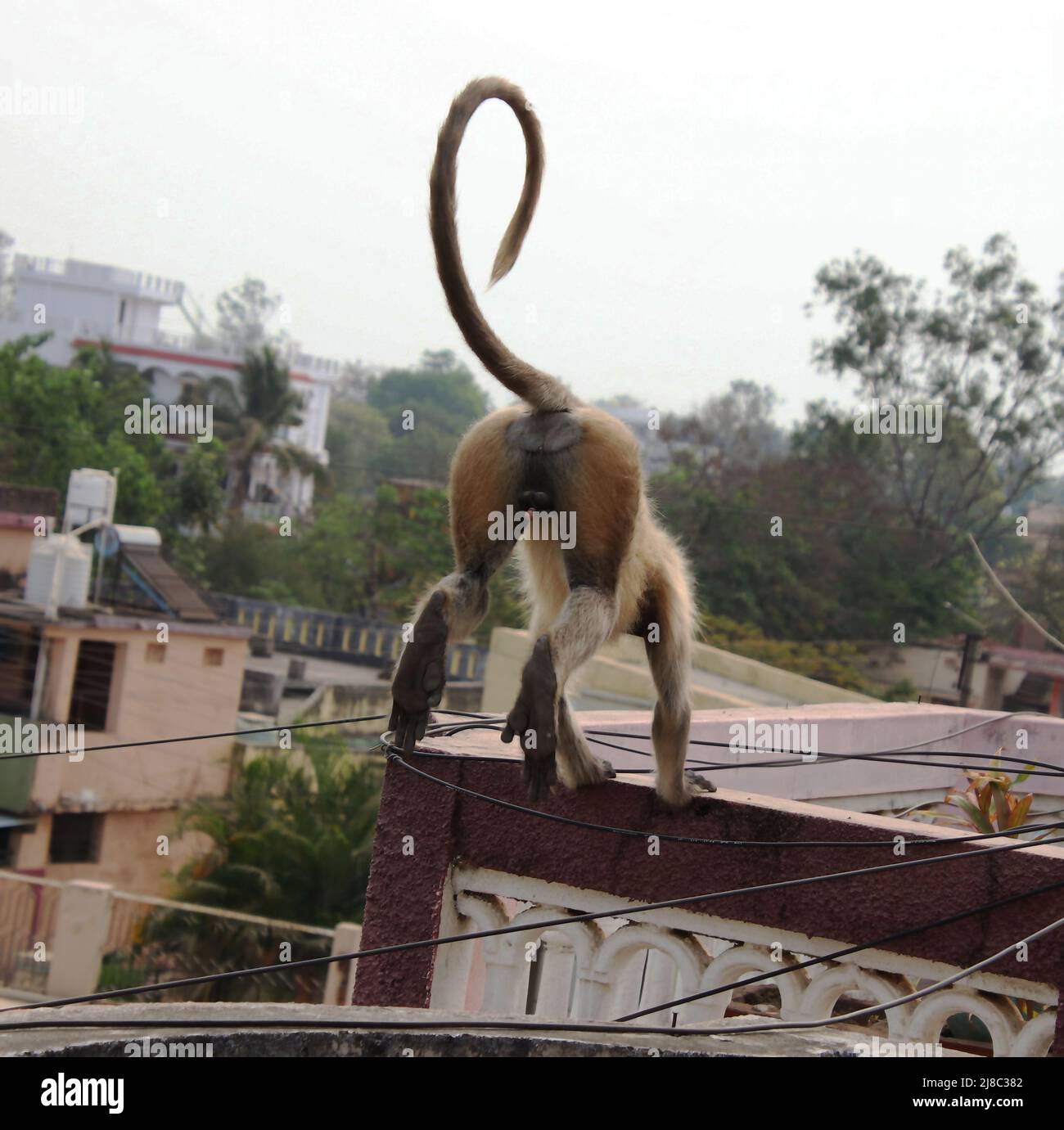 Po monkey hi-res stock photography and images - Alamy