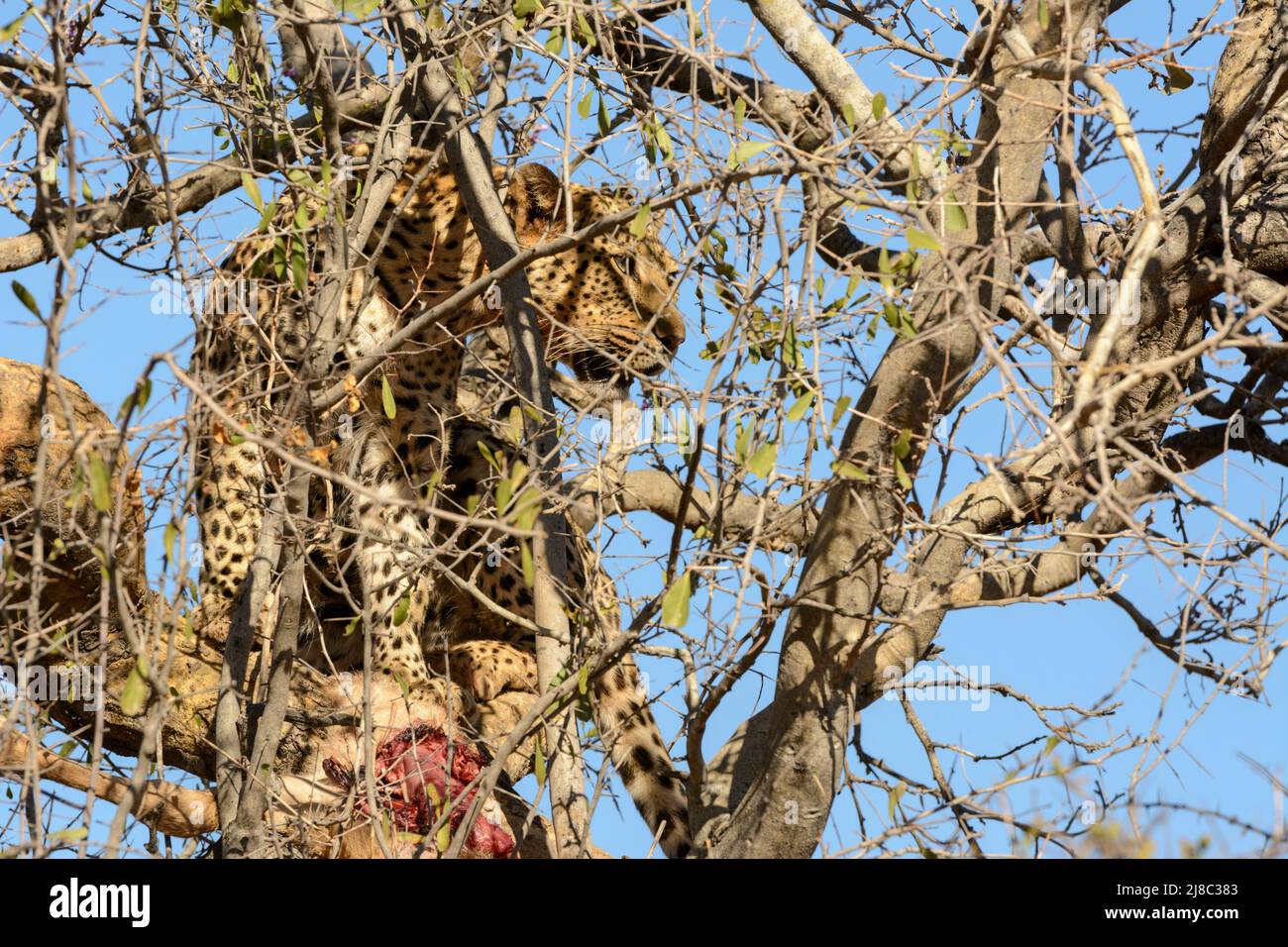 A leopard (Panthera pardus) lying in a tree with a dead antelope ...