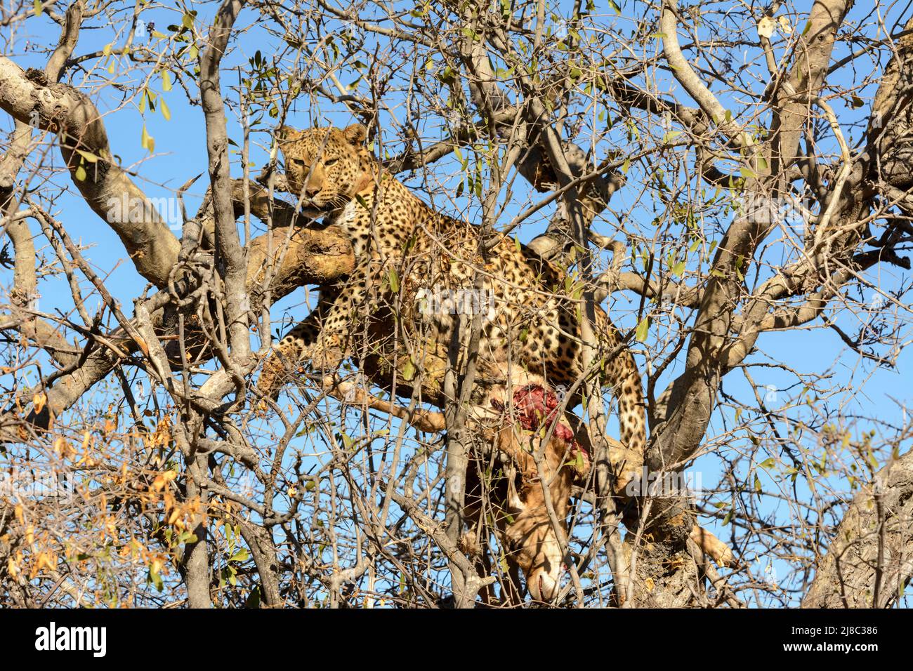 A leopard (Panthera pardus) lying in a tree with a dead antelope ...