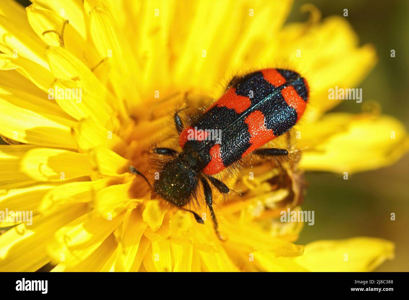 The colorful bee hive beetle , Trichodes alvearius, parasites in nest ...