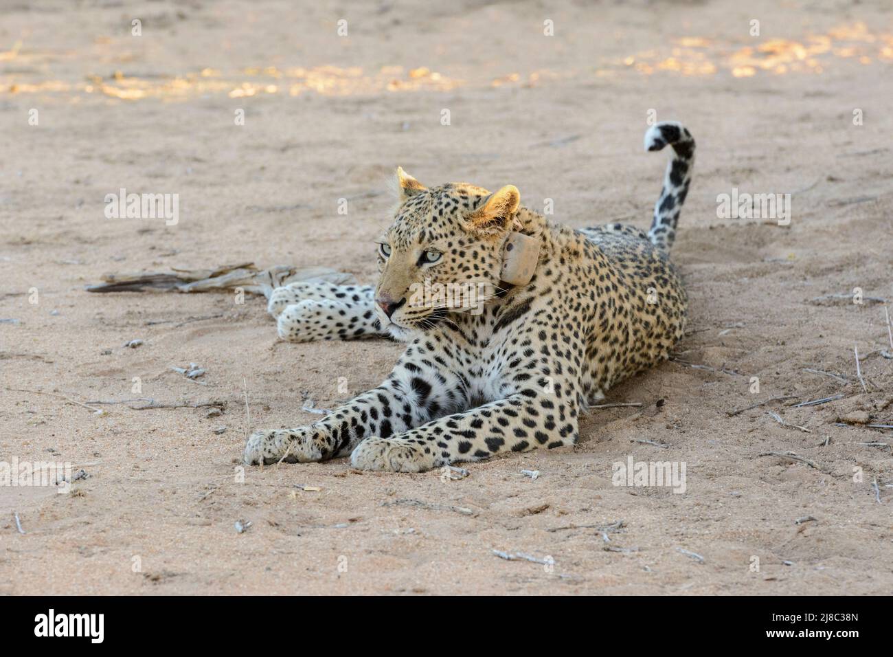 A leopard (Panthera pardus) lying down and relaxing at Okonjima Nature Reserve (AfriCat ...