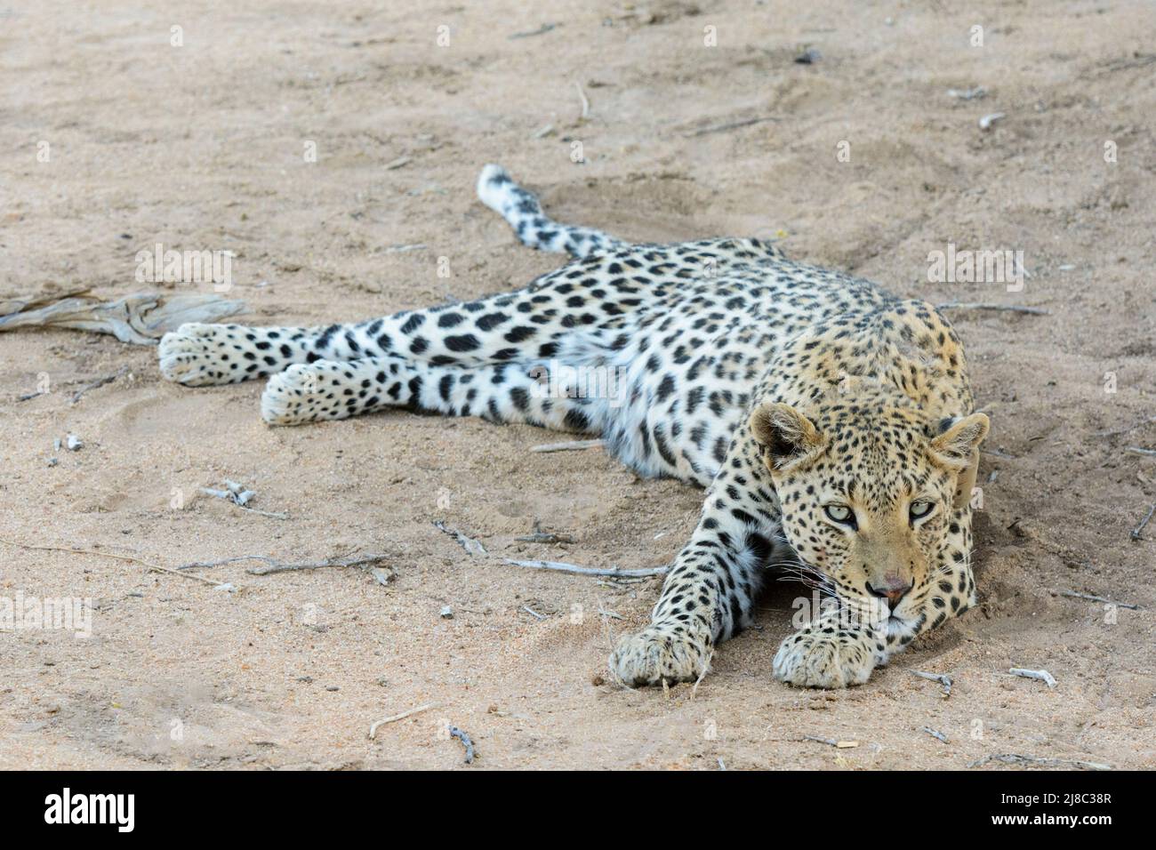 A leopard (Panthera pardus) lying down and relaxing at Okonjima Nature Reserve (AfriCat ...