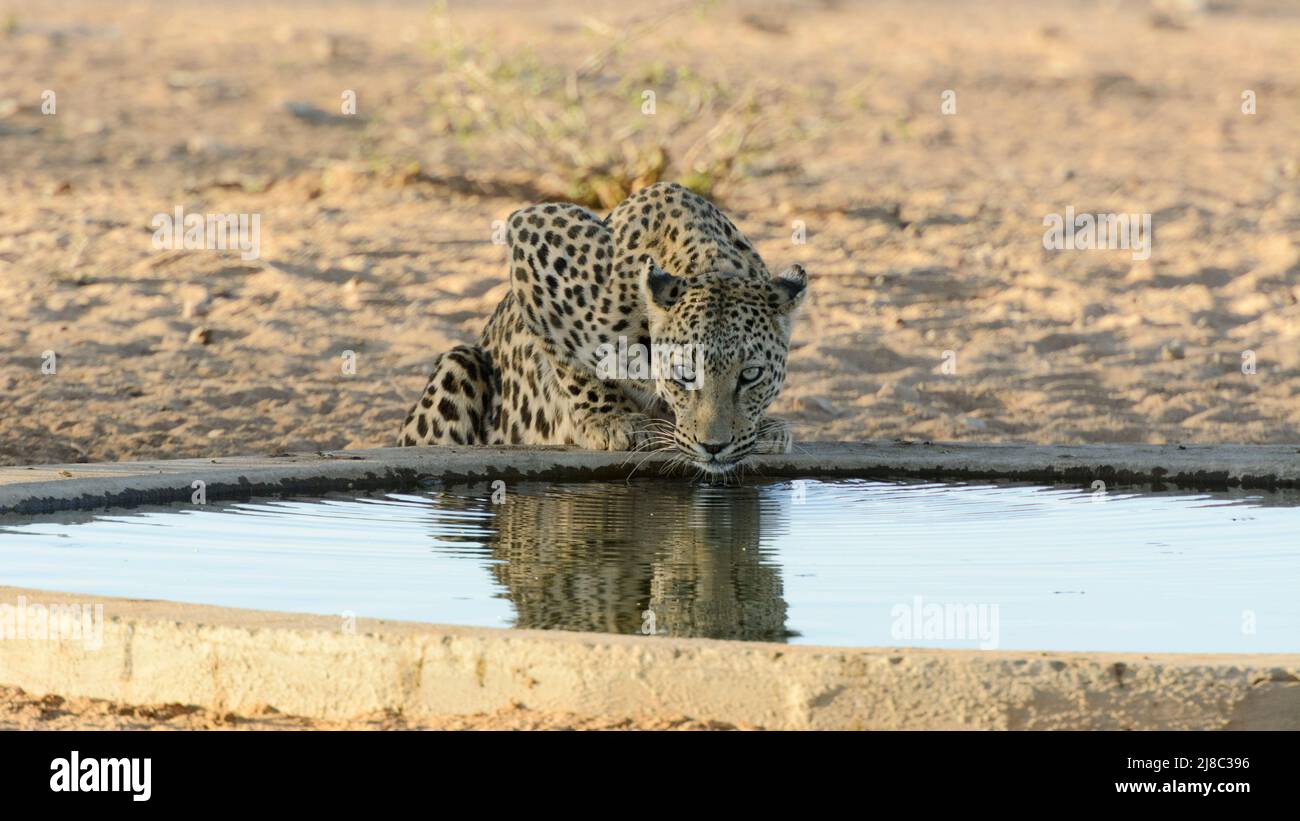 A leopard (Panthera pardus) drinking water at a waterhole, Okonjima ...