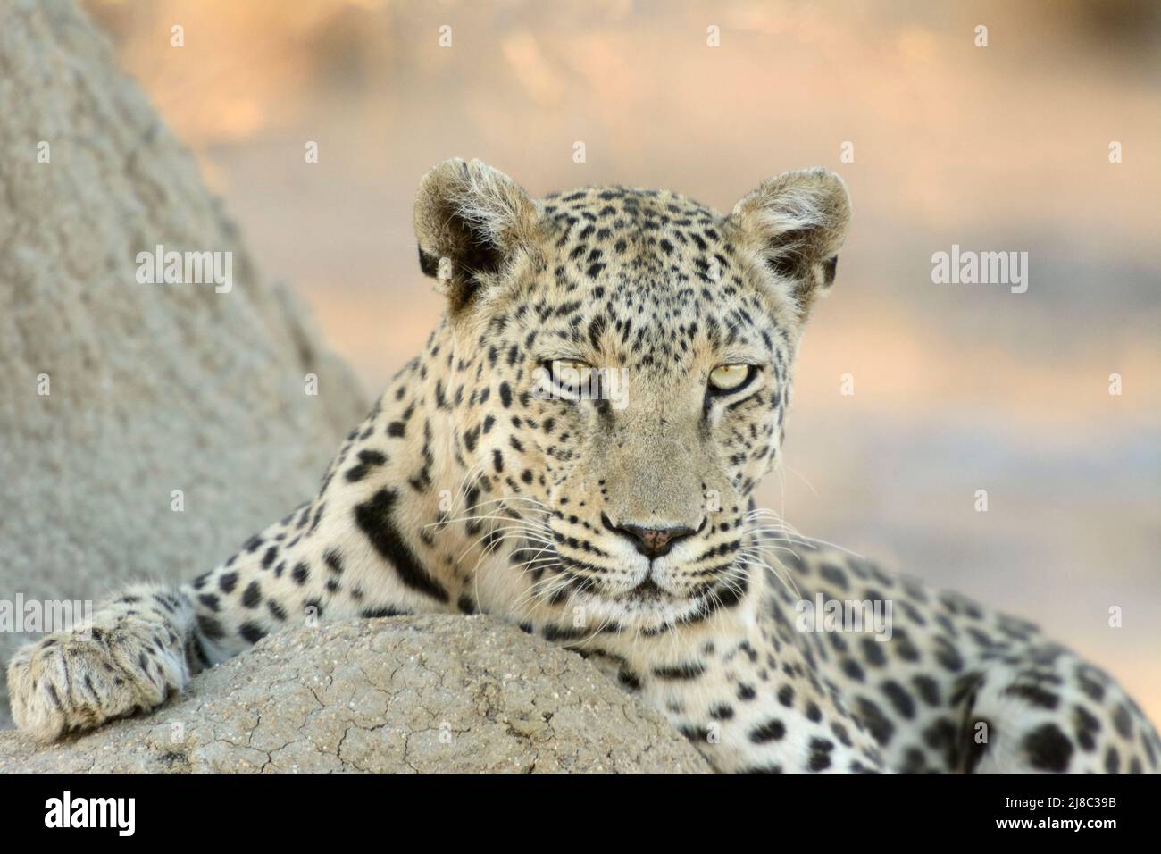 Close up portrait of a leopard (Panthera pardus) at Okonjima Nature ...