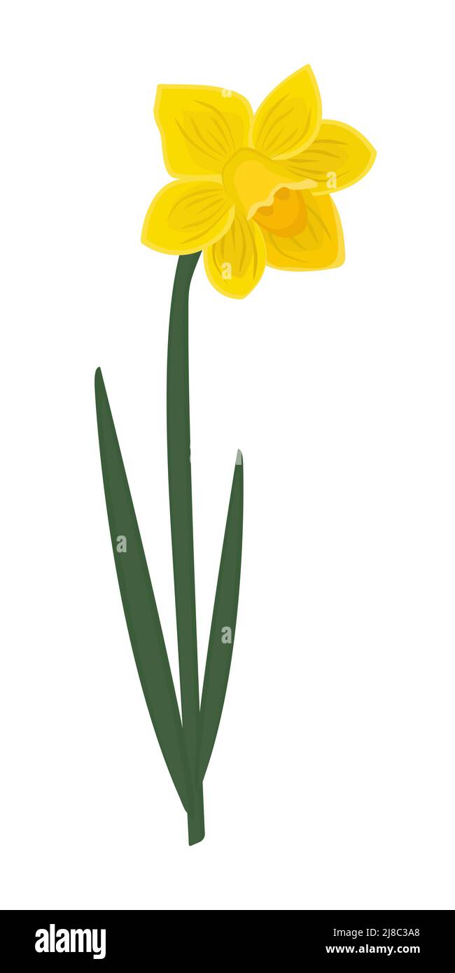 Narcissus daffodil flower on Stock Vector Images - Alamy