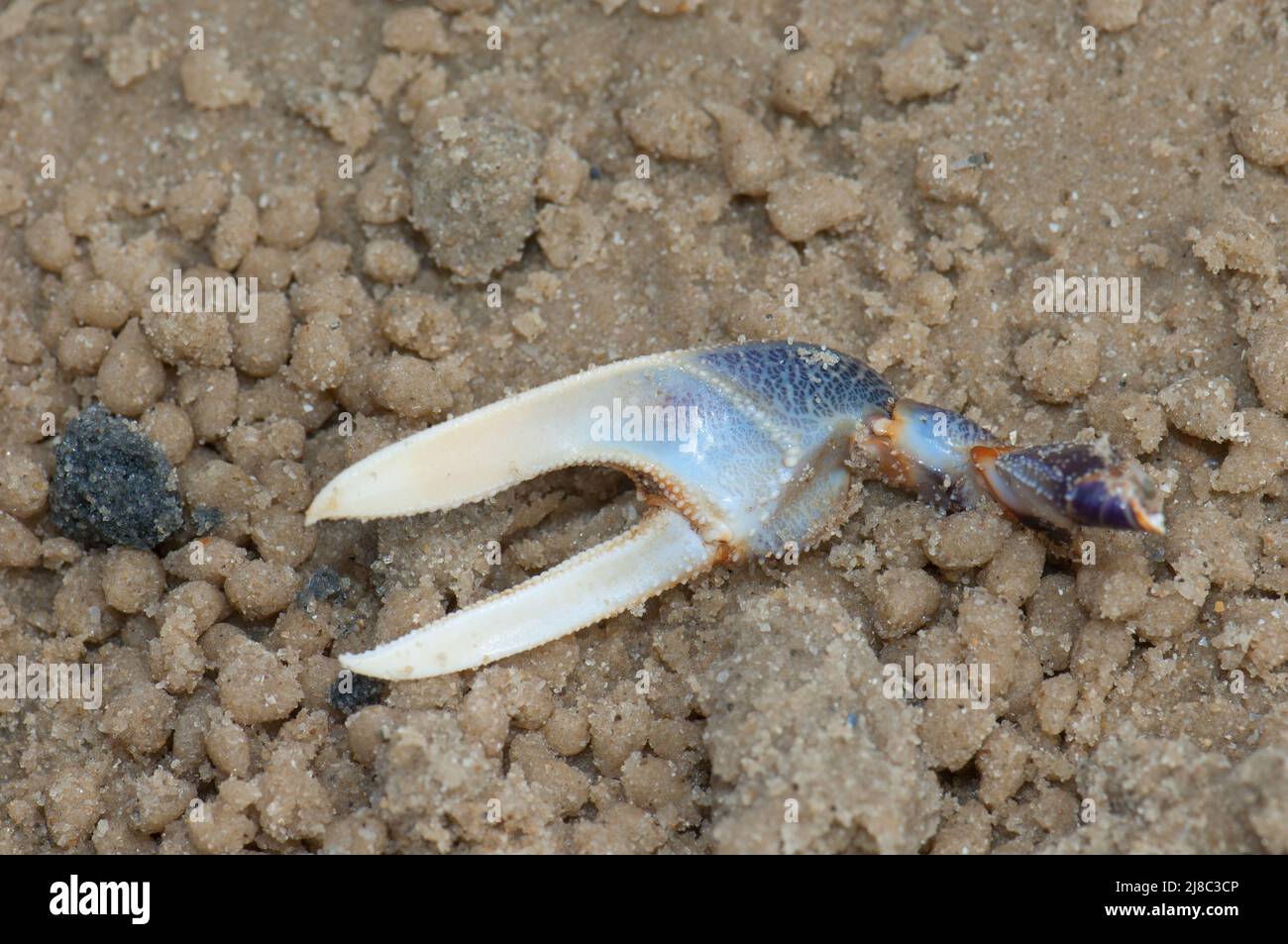 Claw of fiddler crab Afruca tangeri. Langue de Barbarie National Park ...