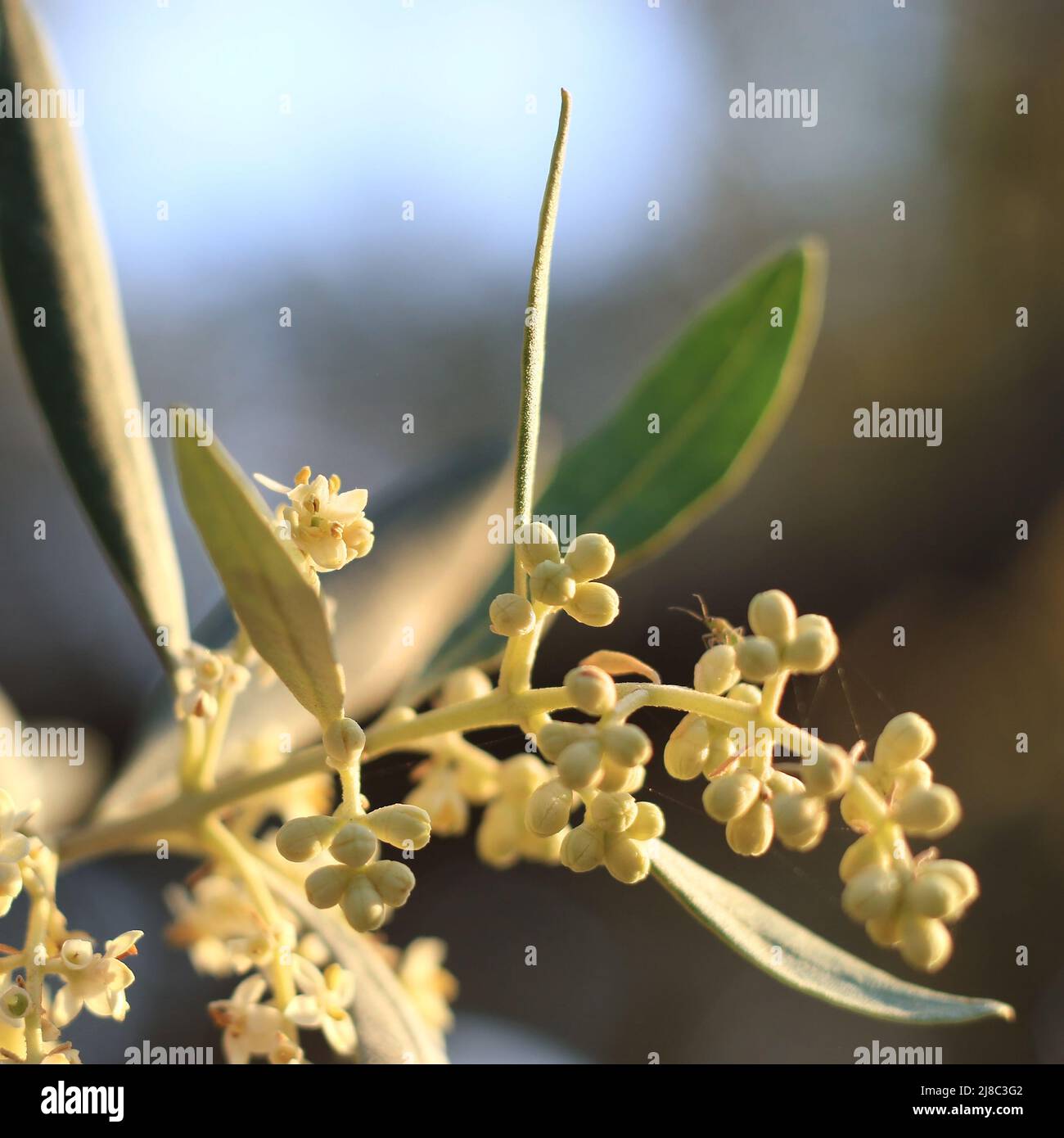 A closeup of a flowering olive tree branch with buds and flowers Stock ...