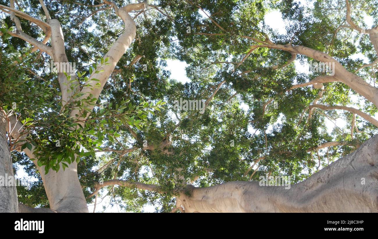 Giant magnolia tree in hi-res stock photography and images - Alamy