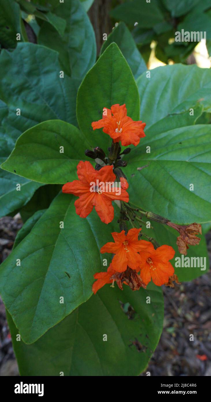 Bird Lime Tree - Cordia sebestena Boraginaceae Stock Photo - Alamy