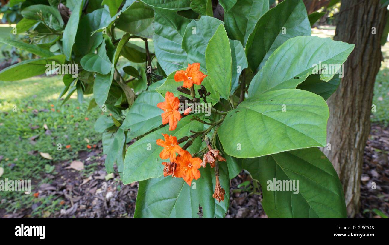 Bird Lime Tree - Cordia sebestena Boraginaceae Stock Photo - Alamy