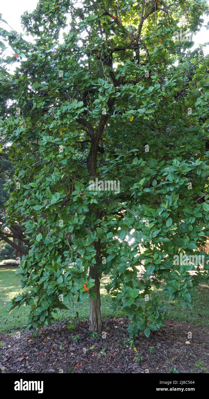 Cordia sebestena geiger tree hi-res stock photography and images - Alamy