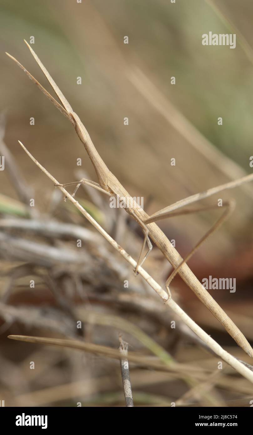 Stick insect on the grass. Langue de Barbarie National Park. Saint ...