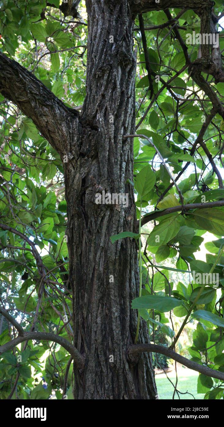 Cordia sebestena geiger tree hi-res stock photography and images - Alamy
