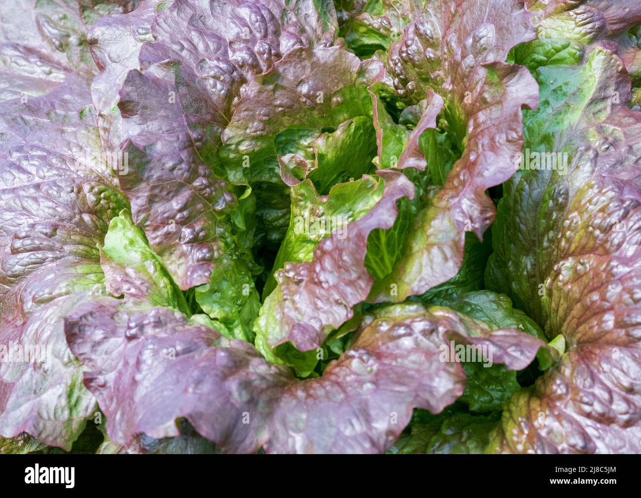 Red iceberg salad lettuce growing in a raised bed at the RHS Wisley ...