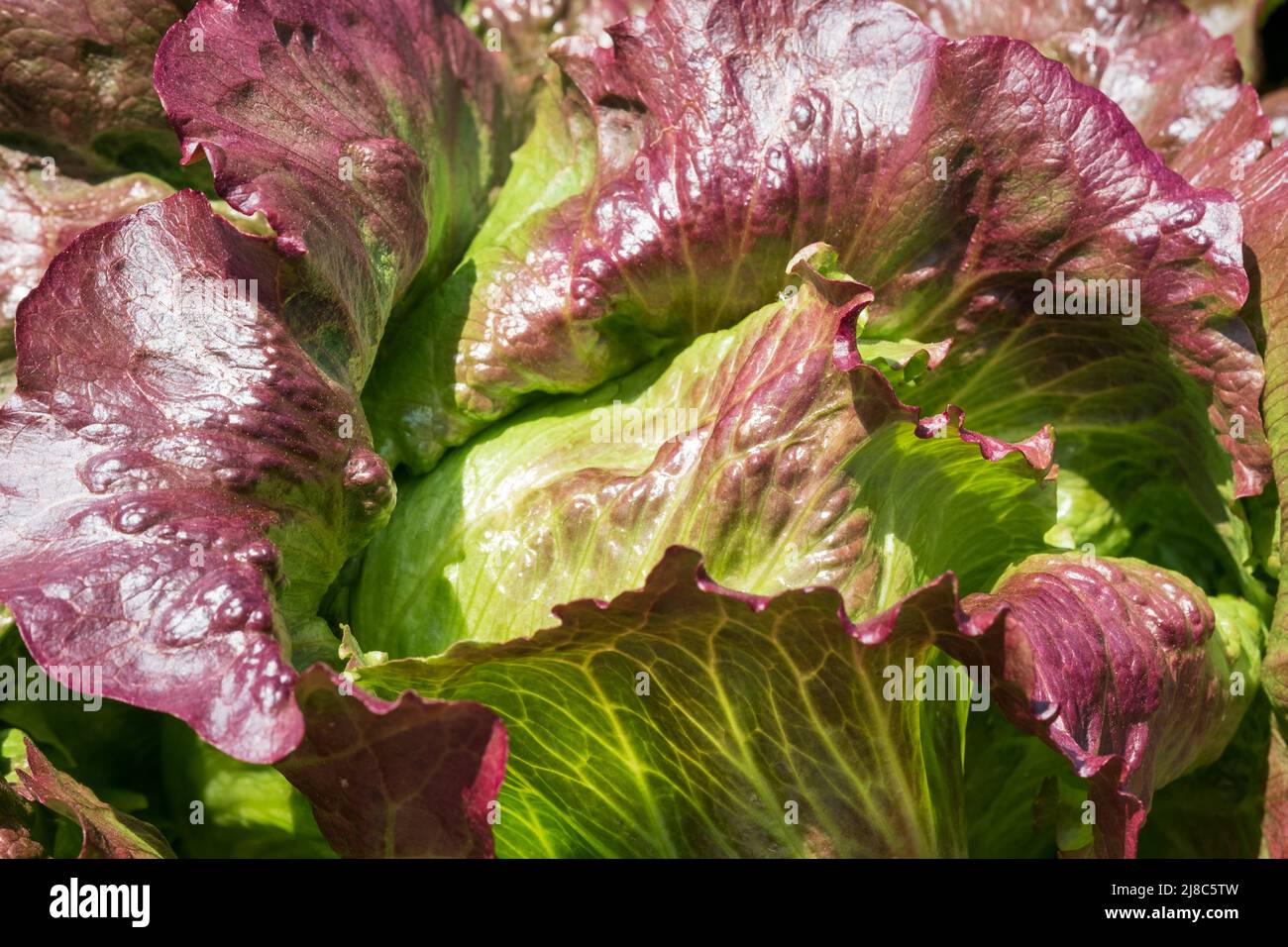 Red iceberg salad lettuce growing in a raised bed at the RHS Wisley ...
