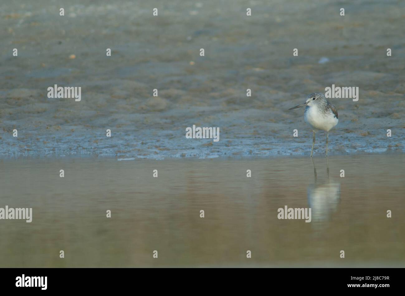 Common greenshank Tringa nebularia in the Senegal River. Langue de ...