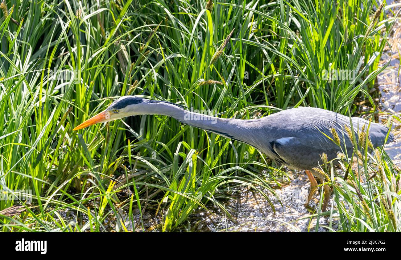 Animals of reed beds hi-res stock photography and images - Alamy