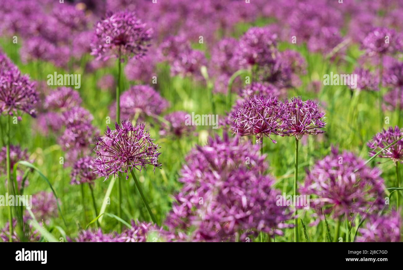 Cluster of purple allium flowers on tall stems growing in a grassy ...