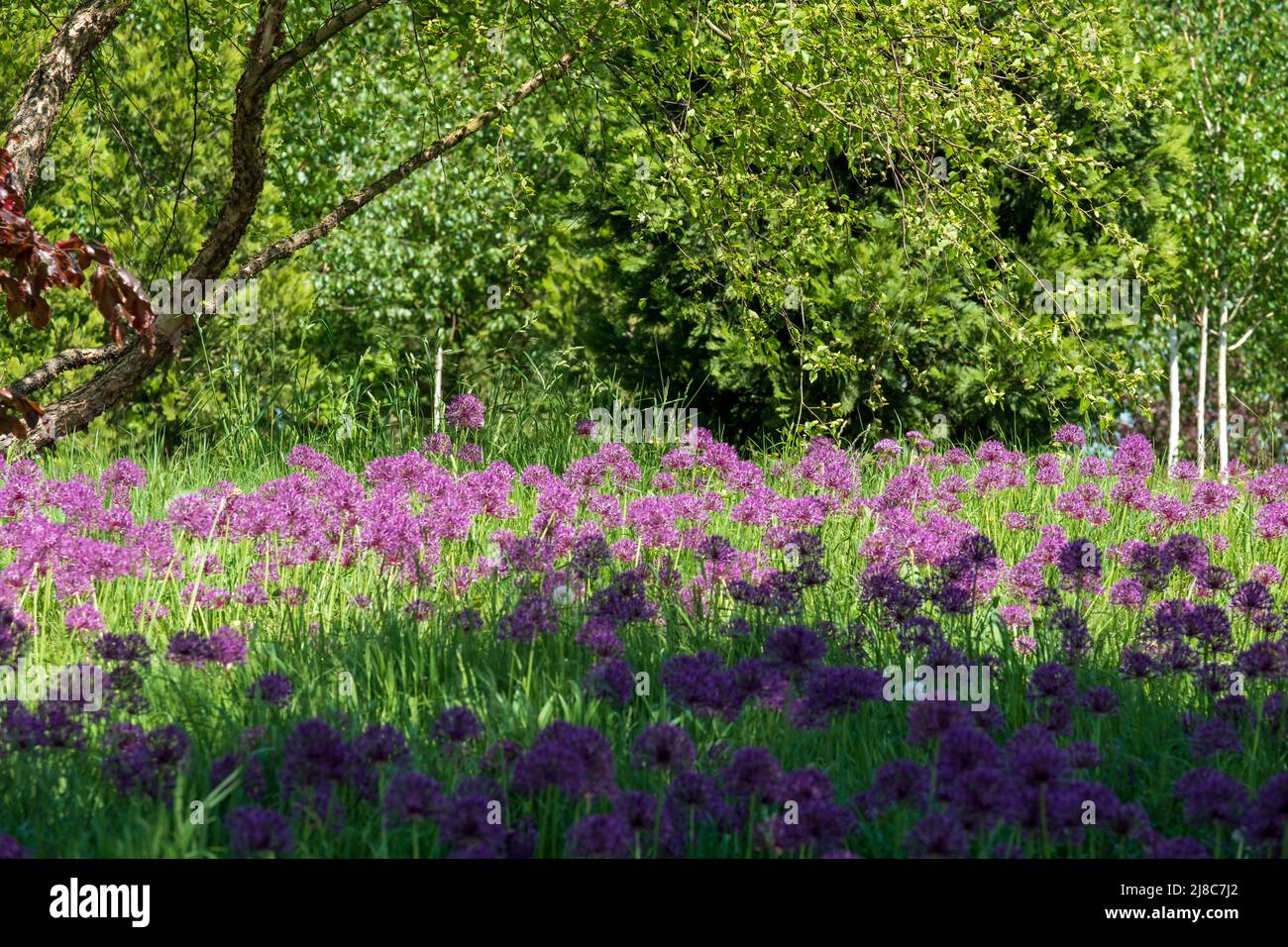 Cluster of purple allium flowers on tall stems growing in a grassy ...