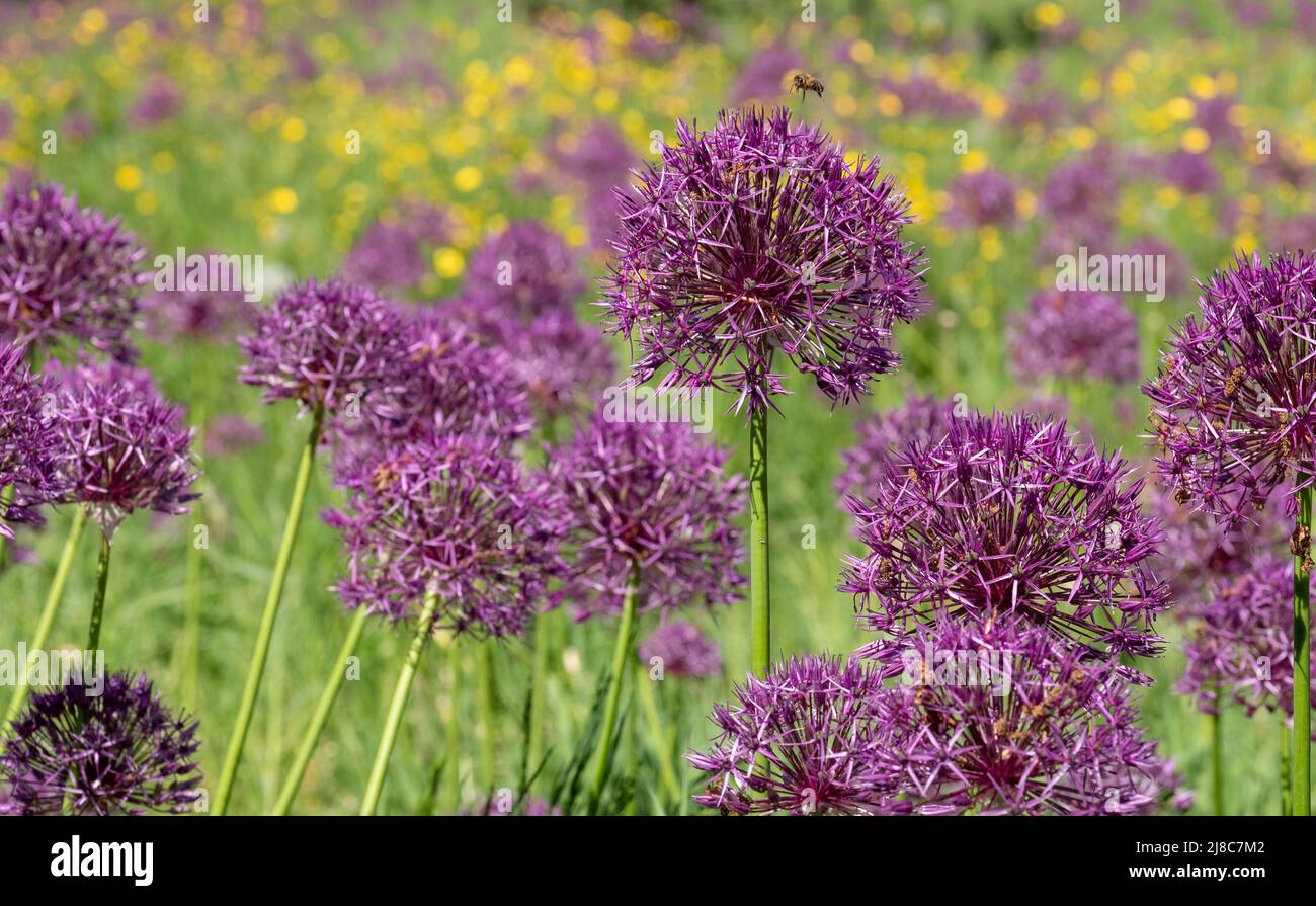 Cluster of purple allium flowers on tall stems growing in a grassy ...