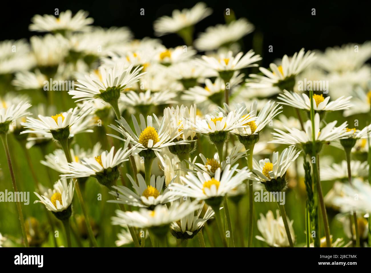 Bunch of daisies in a meadow seen up close Stock Photo - Alamy