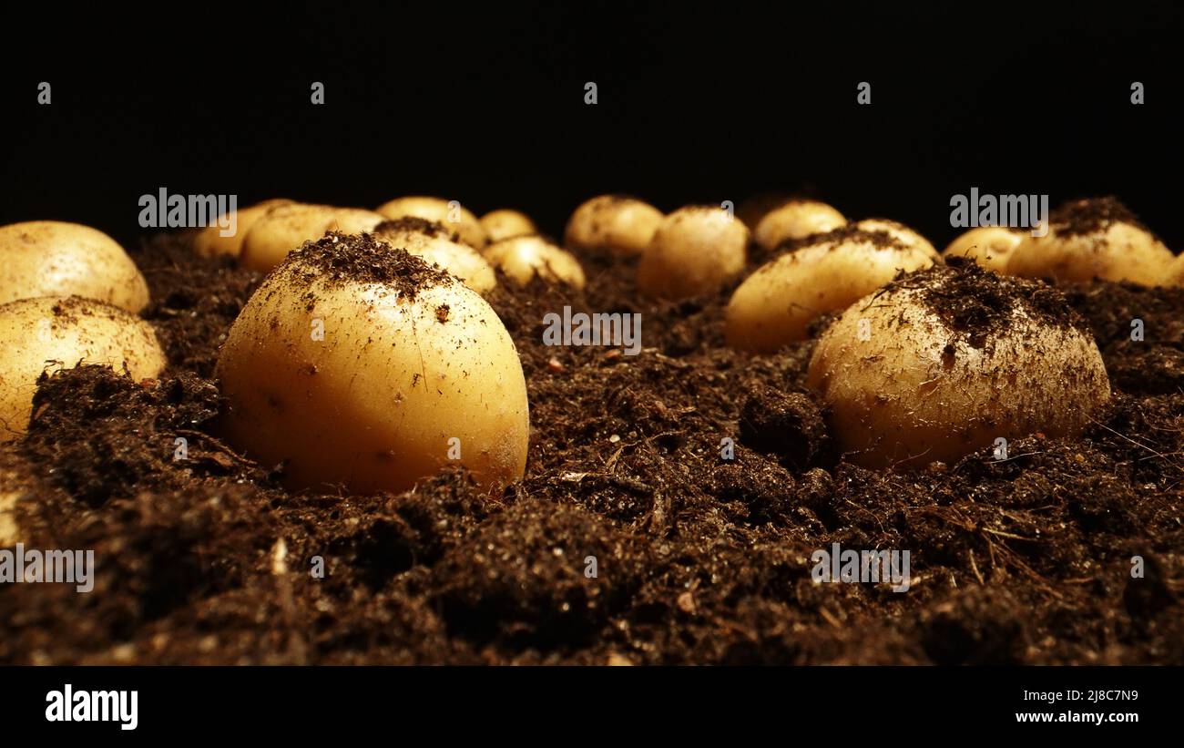 Dug up potatoes lie on hi-res stock photography and images - Alamy