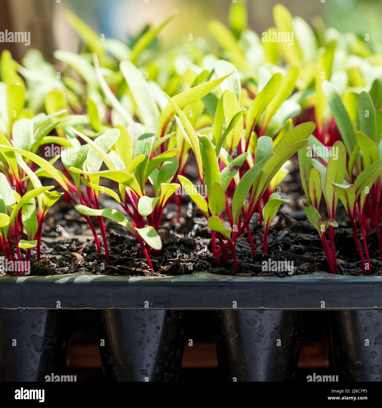 'Boston' beetroot seedlings with green leaves and red stems, growing in ...