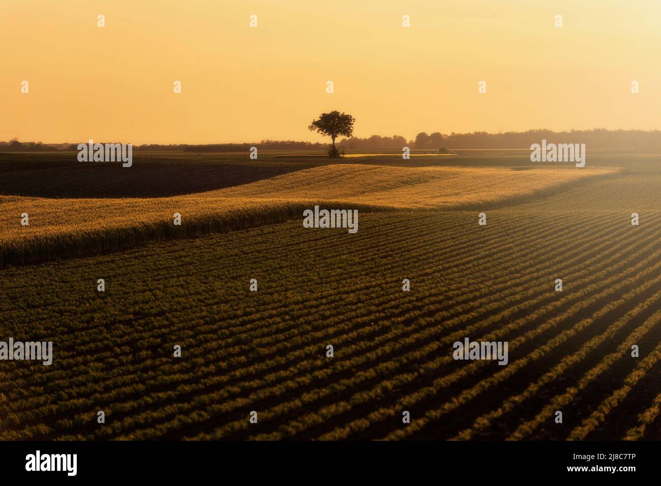 Wheat field. Ears of golden wheat. Beautiful Rural Scenery under ...