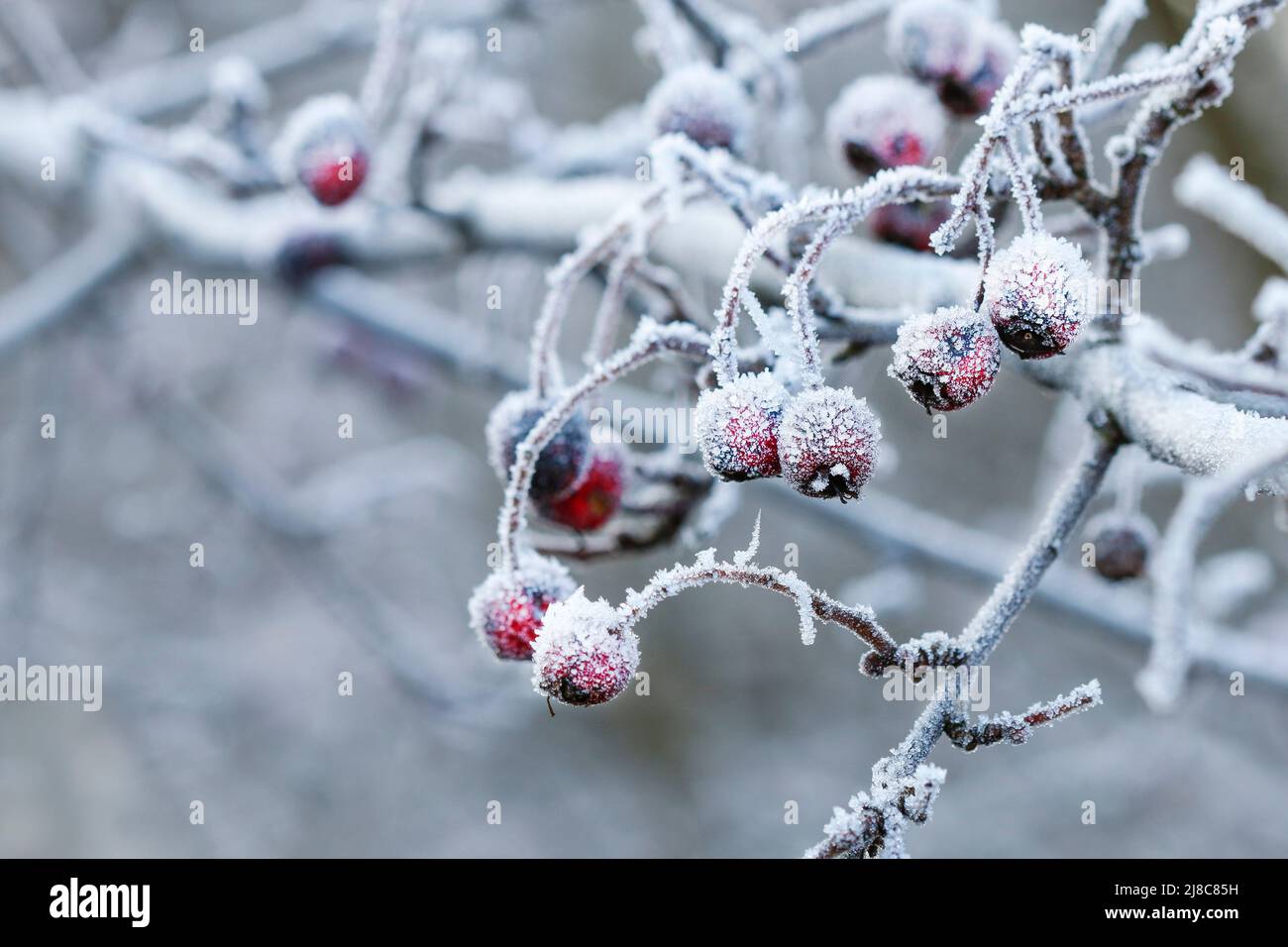 Hawthorn seeds frost hi-res stock photography and images - Alamy