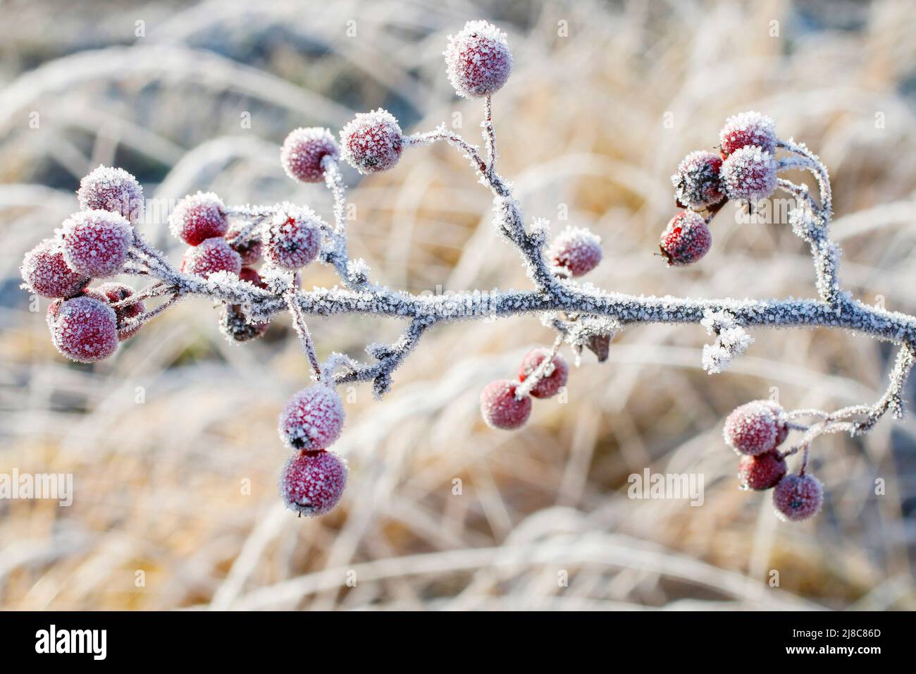 Hawthorn seeds frost hi-res stock photography and images - Alamy