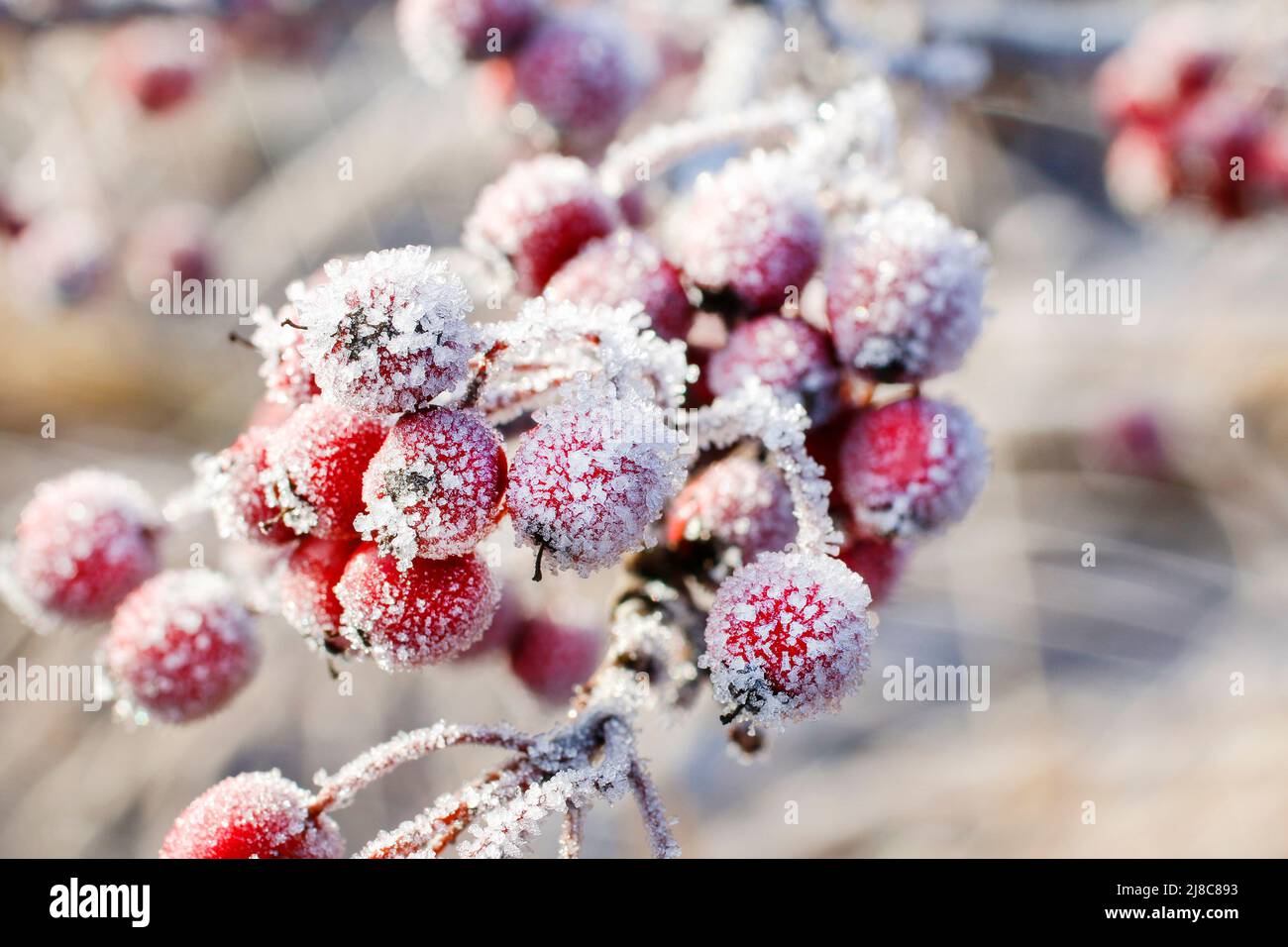 Hawthorn seeds frost hi-res stock photography and images - Alamy