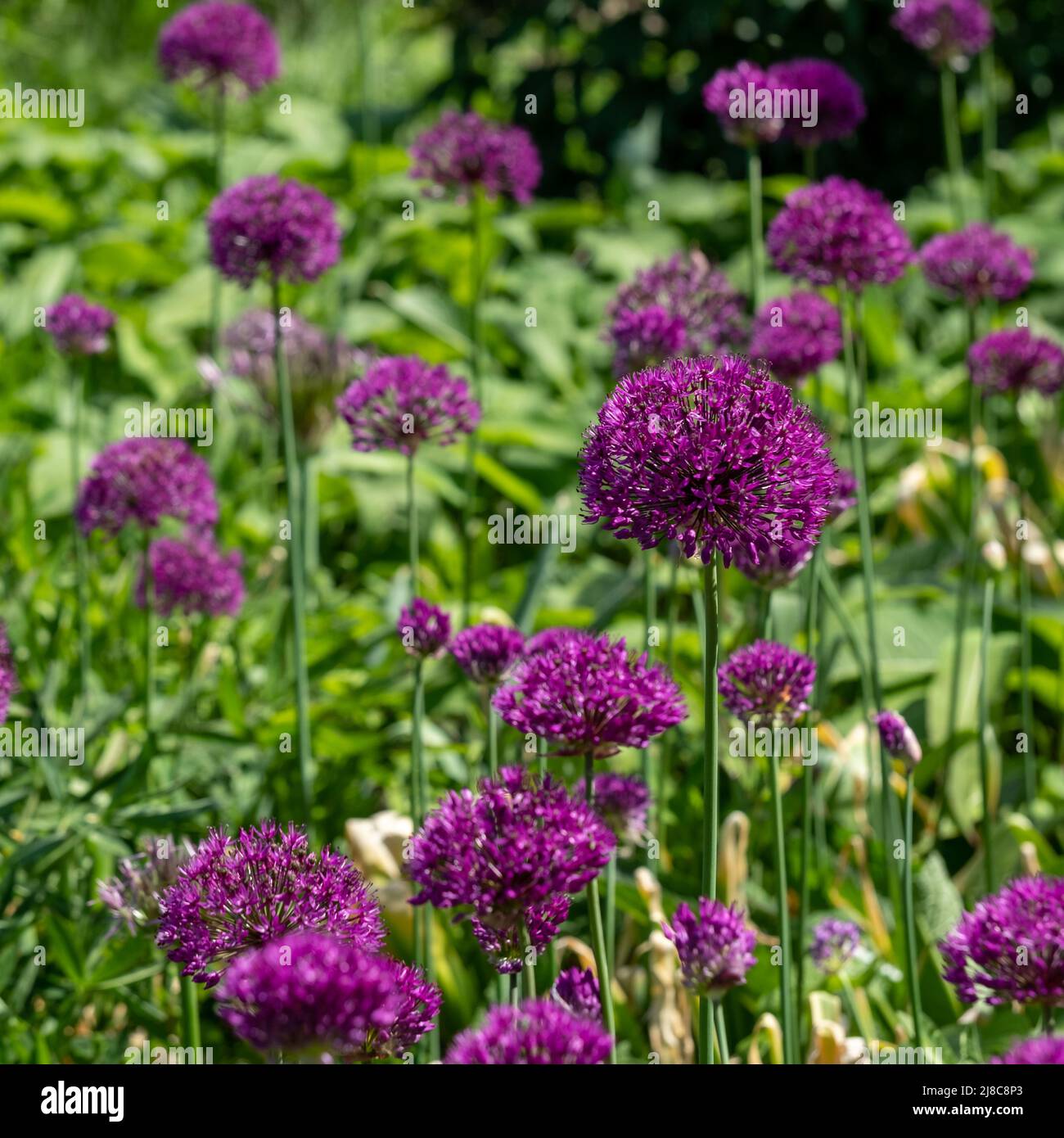 Cluster of purple allium flowers on tall stems growing in a grassy ...