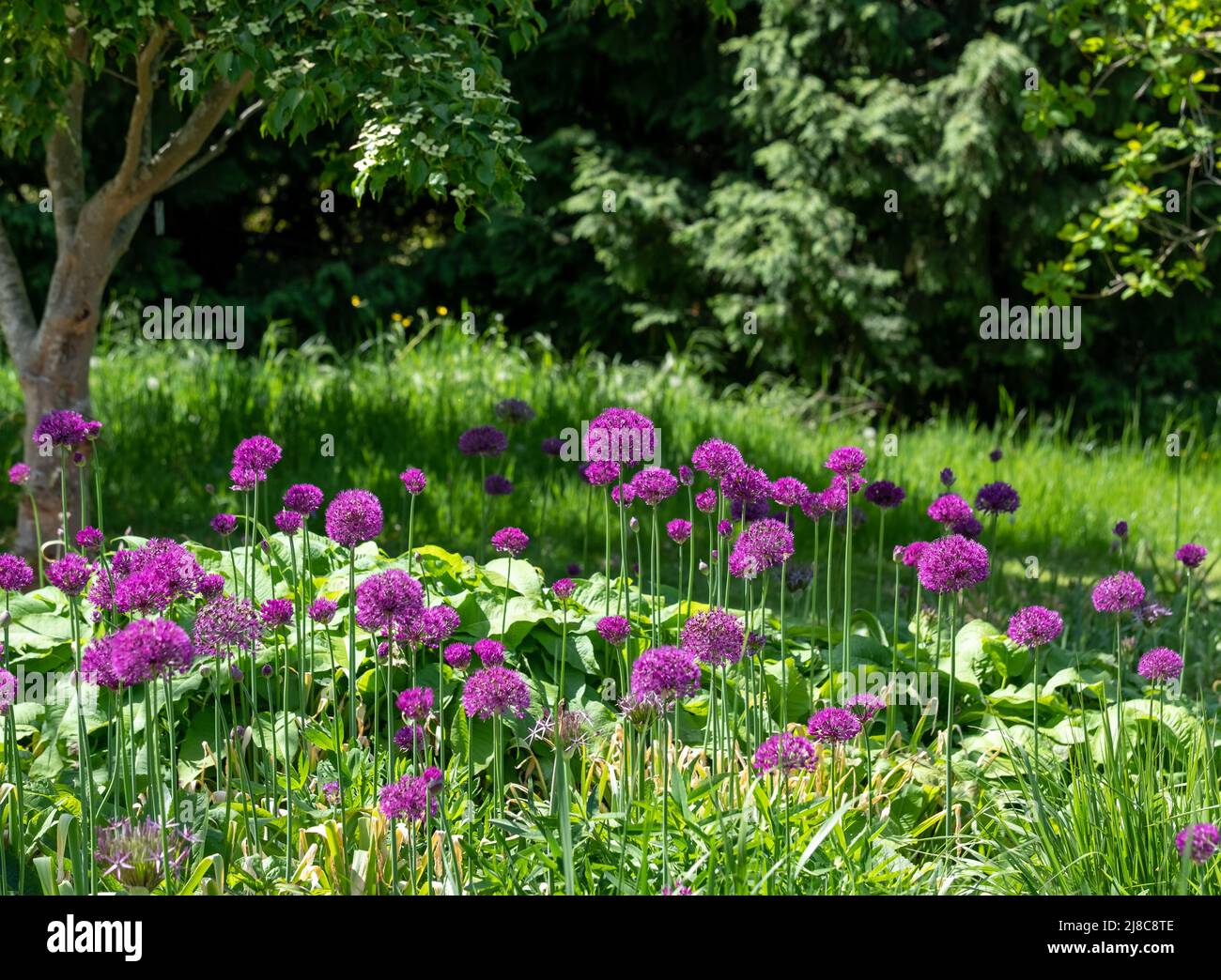 Cluster of purple allium flowers on tall stems growing in a grassy ...