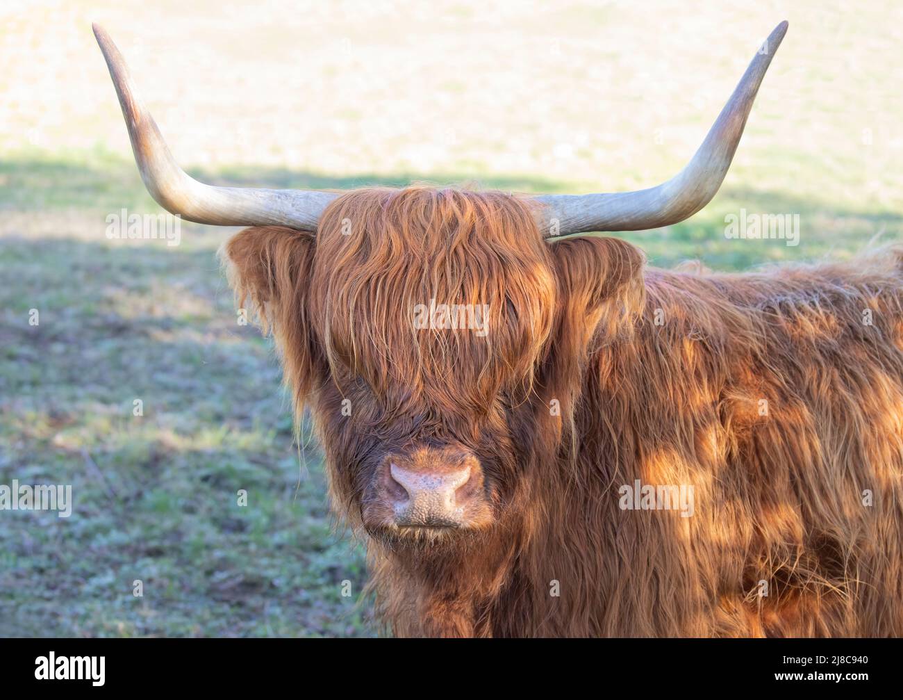 Male scottish highland cow bull hi-res stock photography and images - Alamy