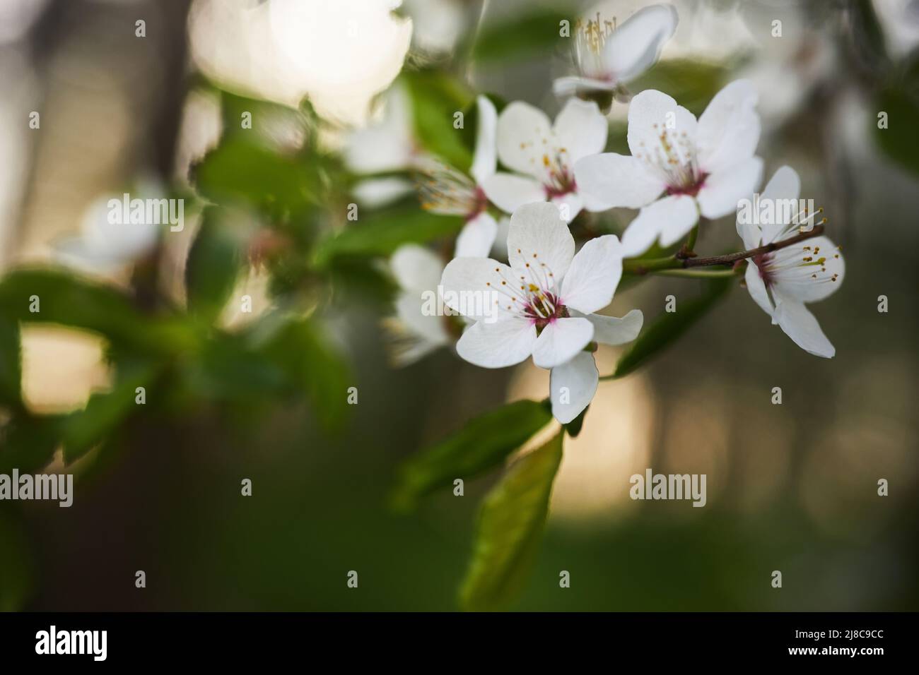 Beautiful background of wild plum blossoms. Close up macro. Single ...