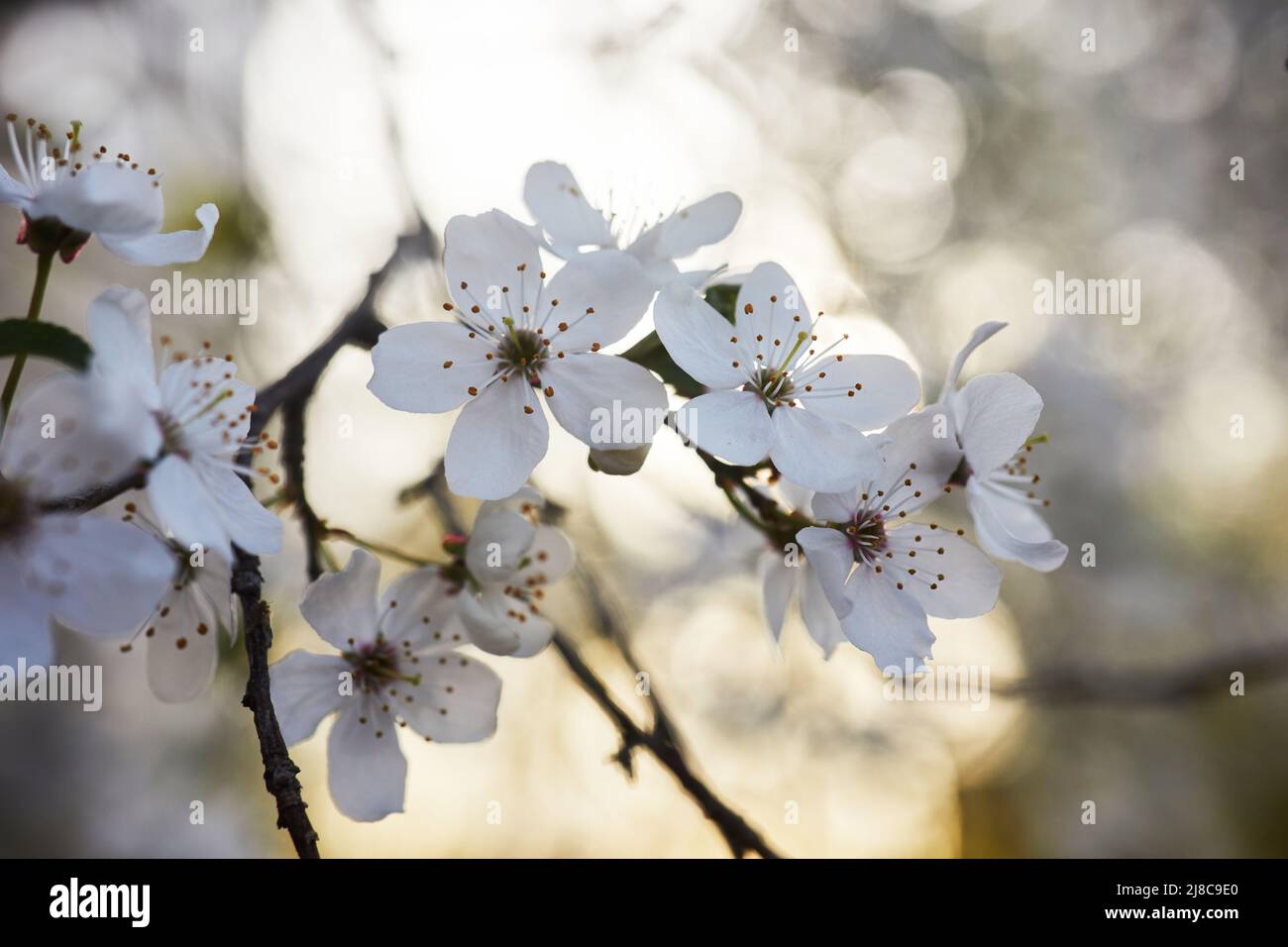 Beautiful background of wild plum blossoms. Close up macro. Single ...