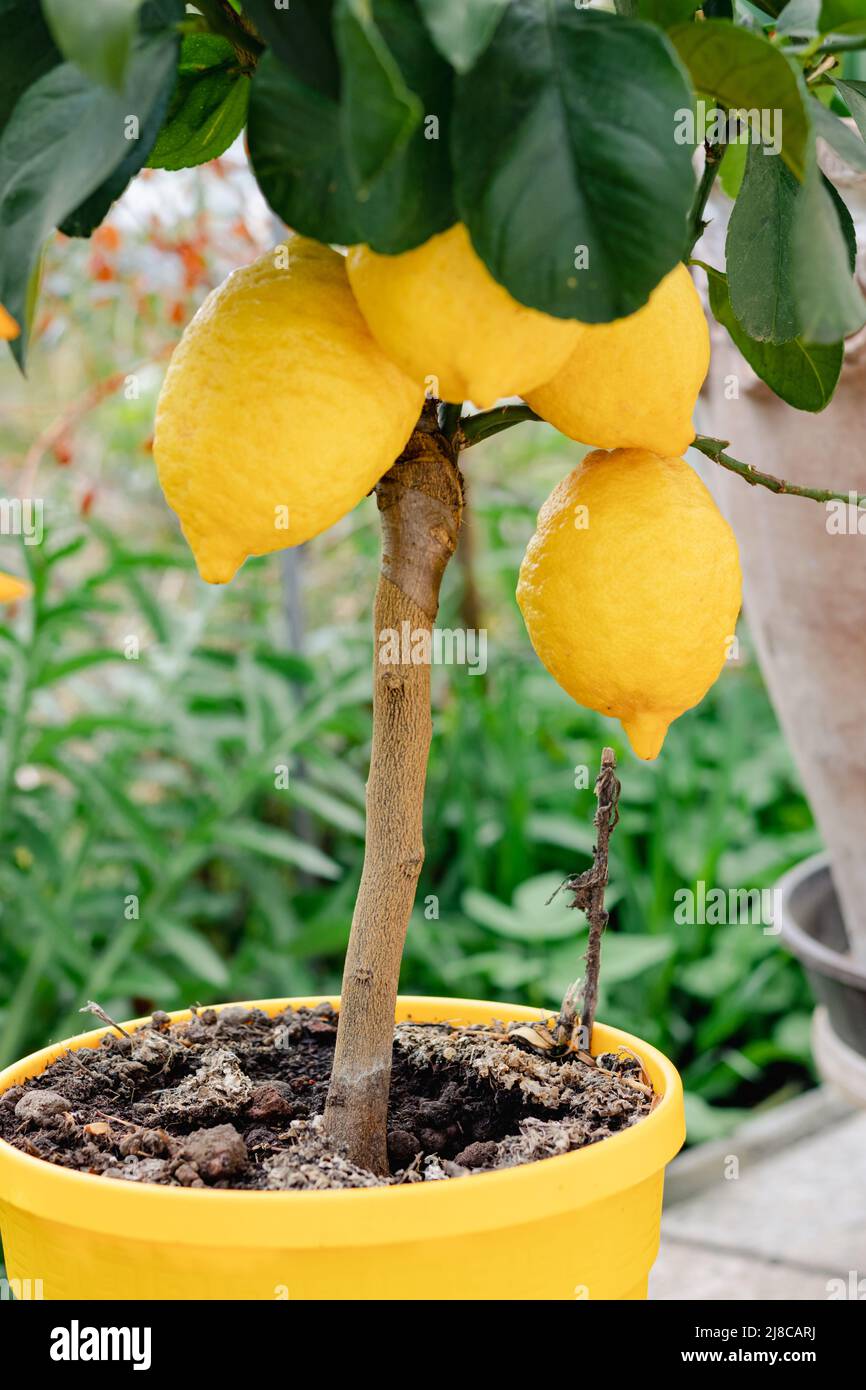 Potted citrus tree flower hi-res stock photography and images - Alamy