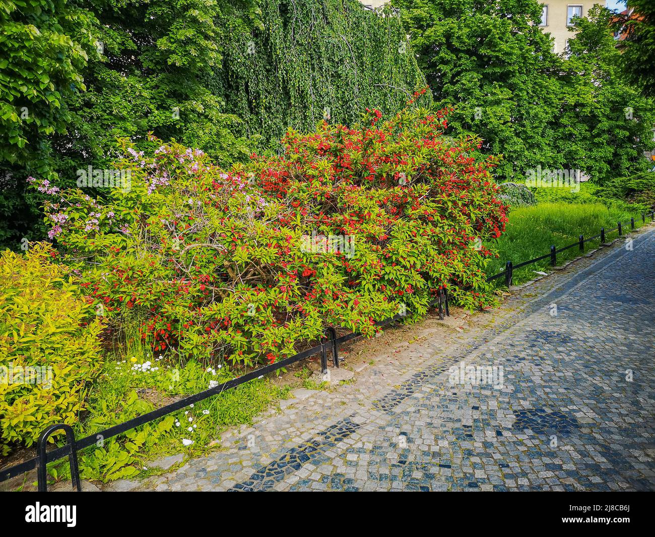 Small colorful bushes with tiny flowers next to small city path Stock ...