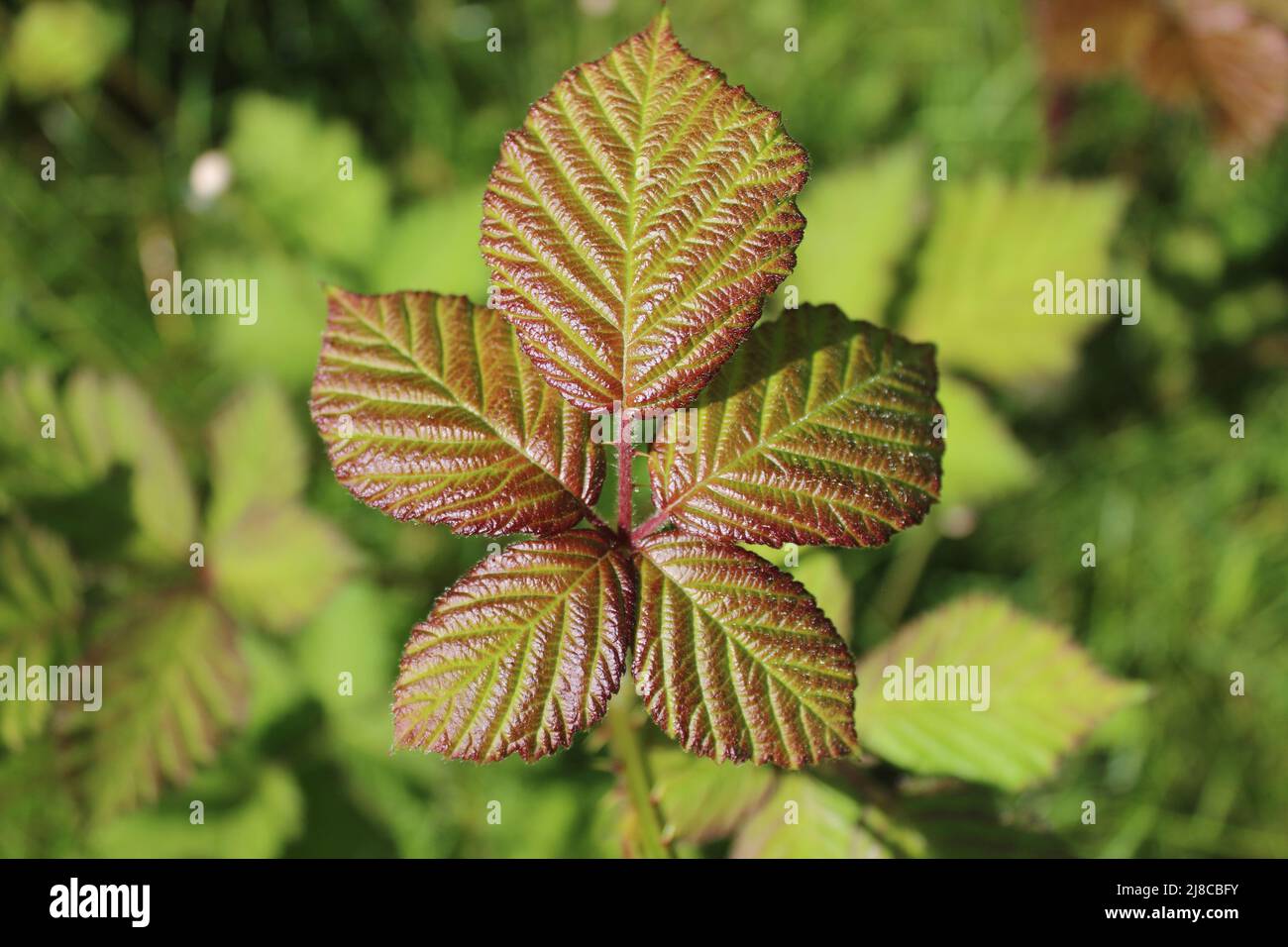 A closeup of a plant with five leaves, similar to a five leaf clover ...