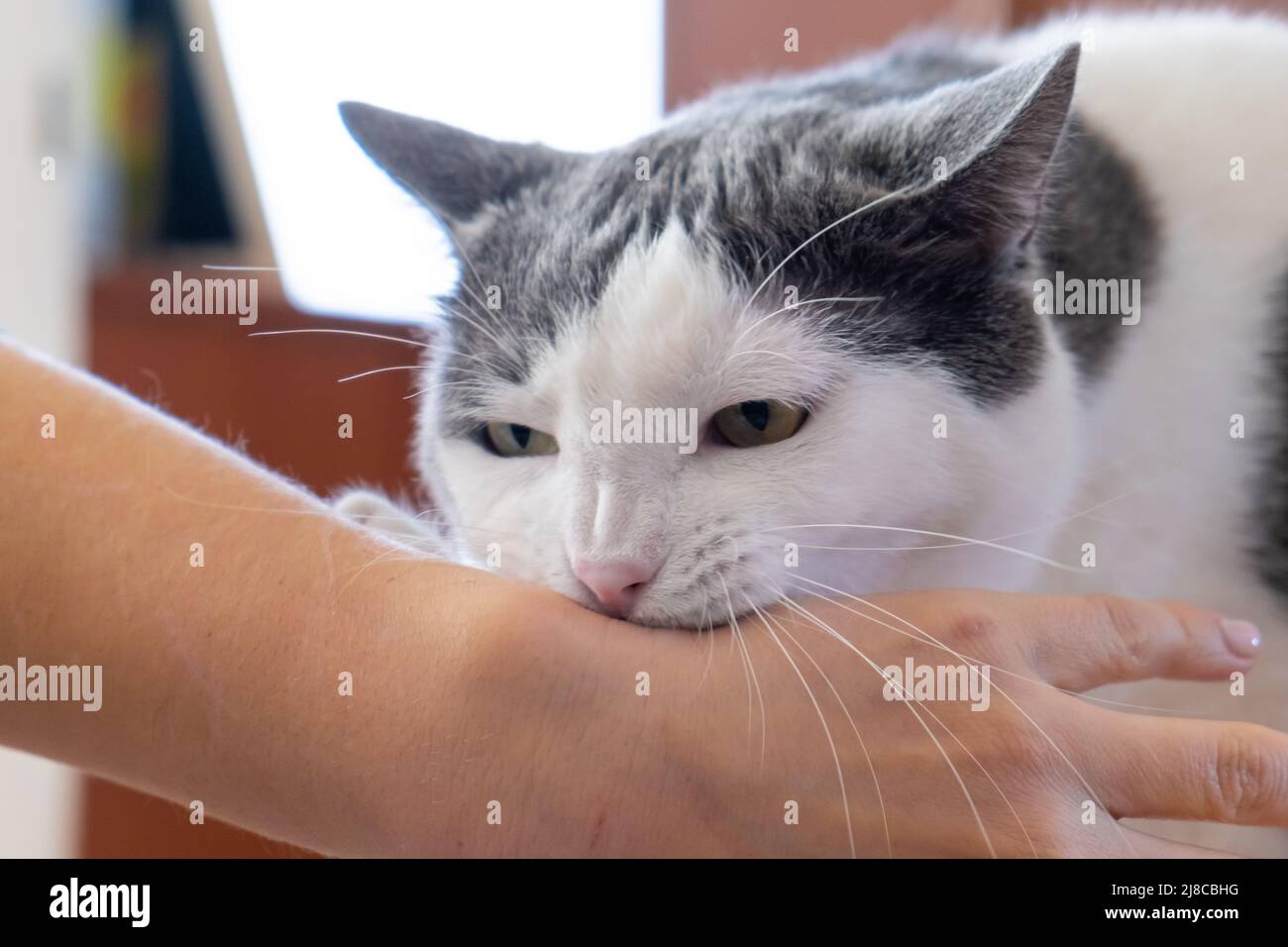 aggressive grey white cat attacking biting human hand playing with pet ...