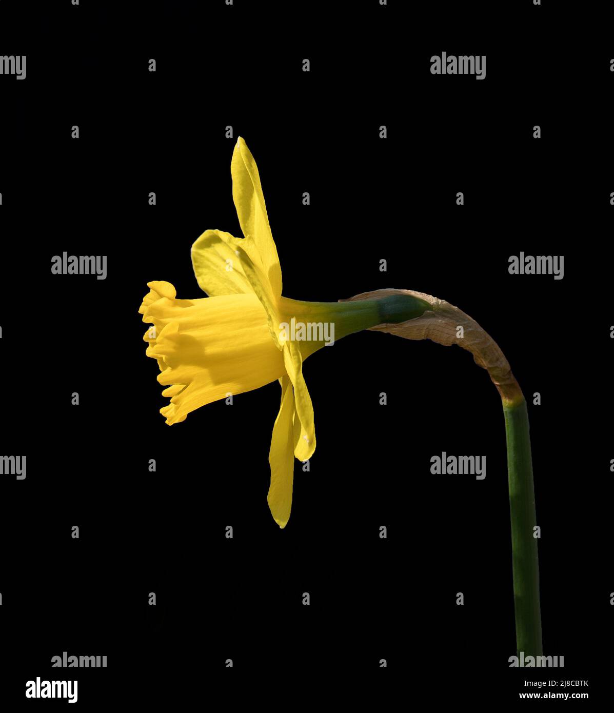 Side profile of daffodil hi-res stock photography and images - Alamy