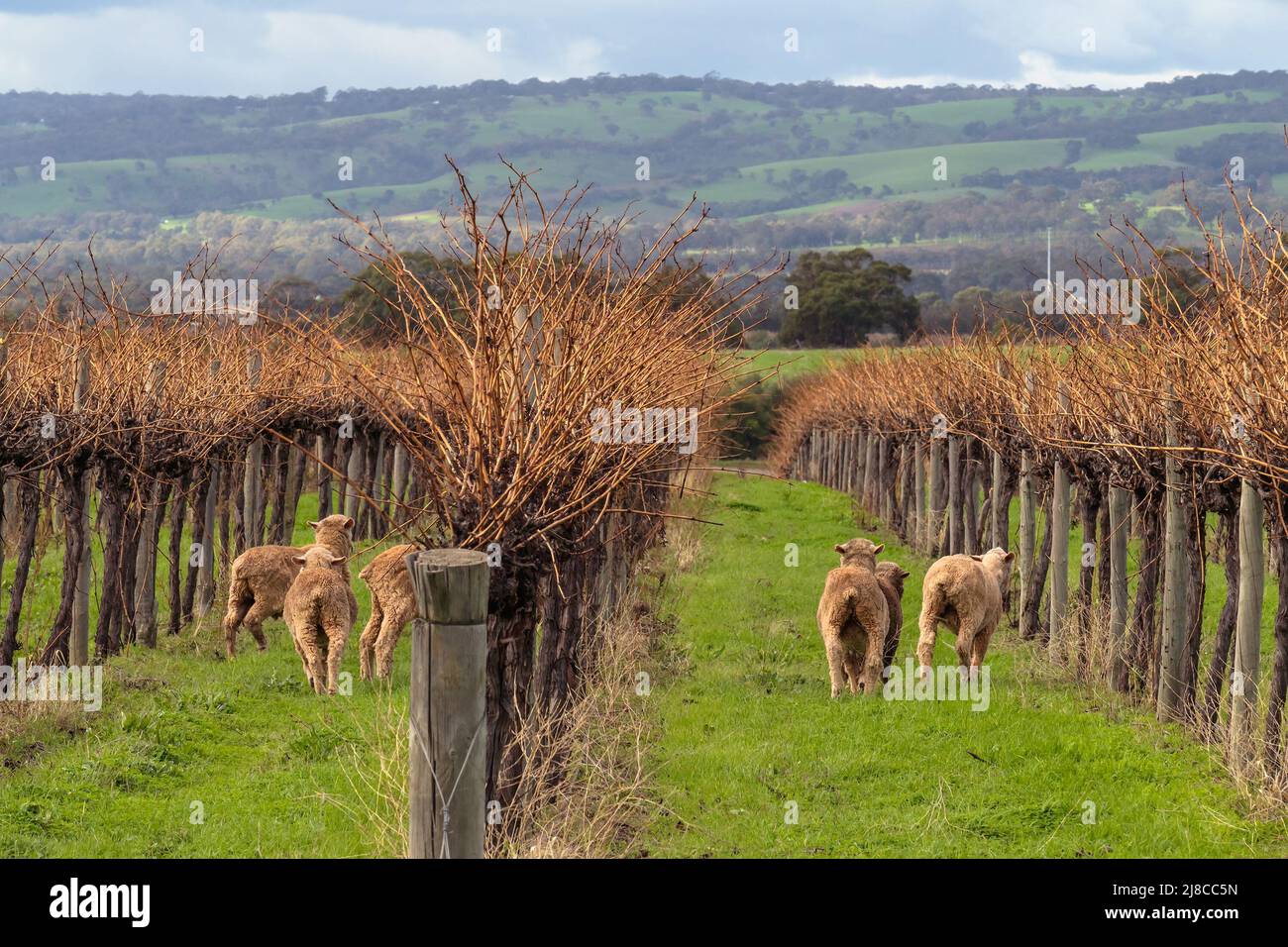 Sheep grazing among the grapevines in McLaren Vale, South Australia ...