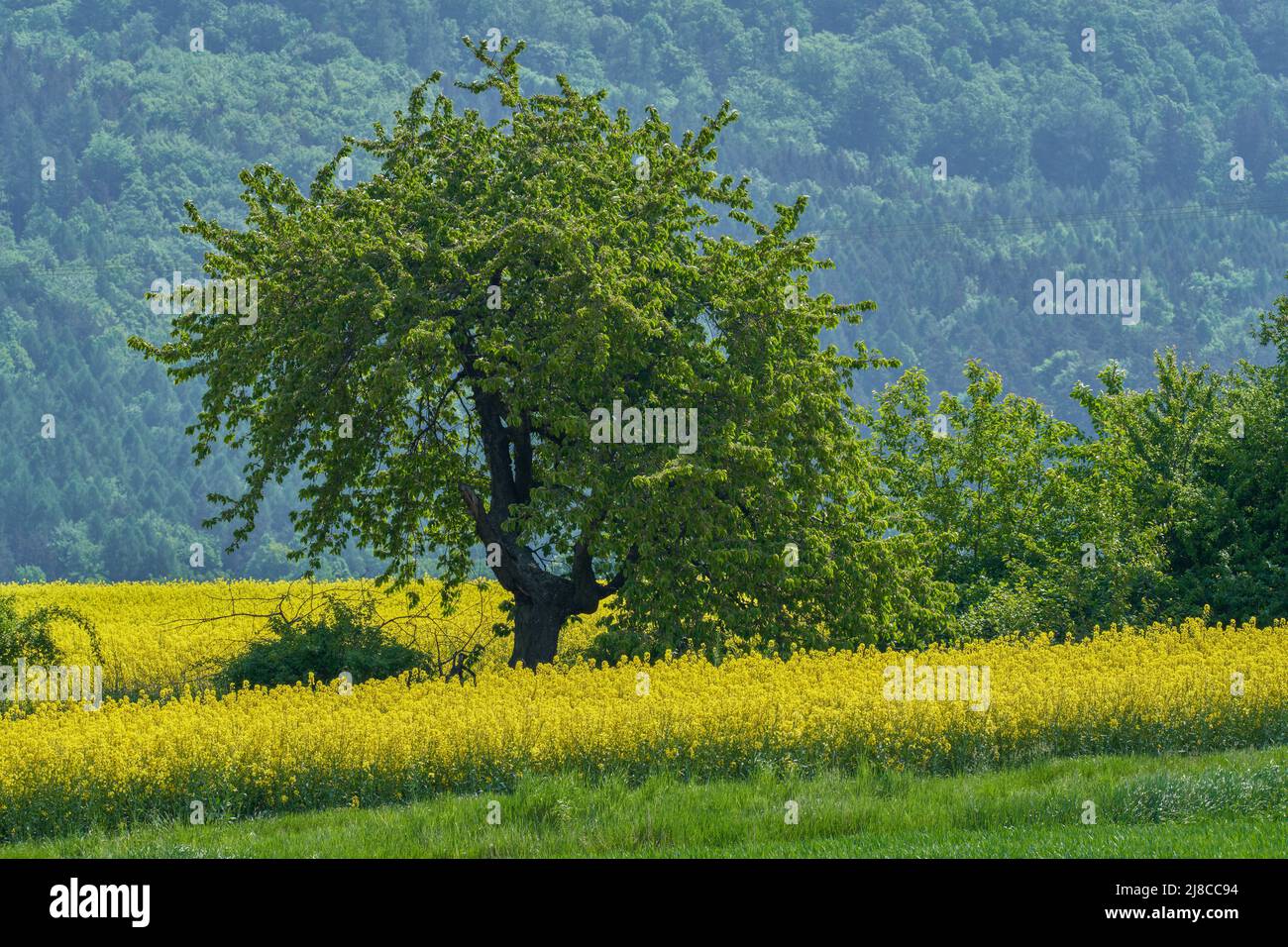 Spring rural landscape Lower Silesia Poland Stock Photo - Alamy